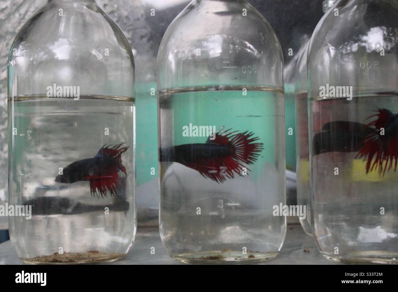Bottle and fishes hi-res stock photography and images - Alamy