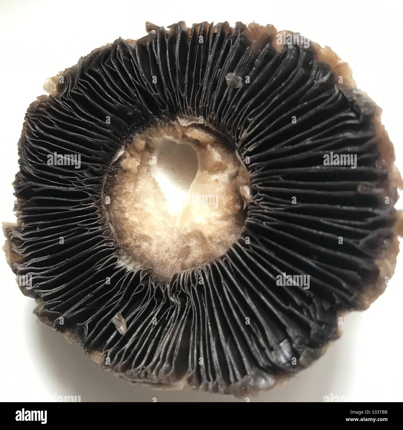 Zoomed close up shot of an upside down button mushroom bought from ...