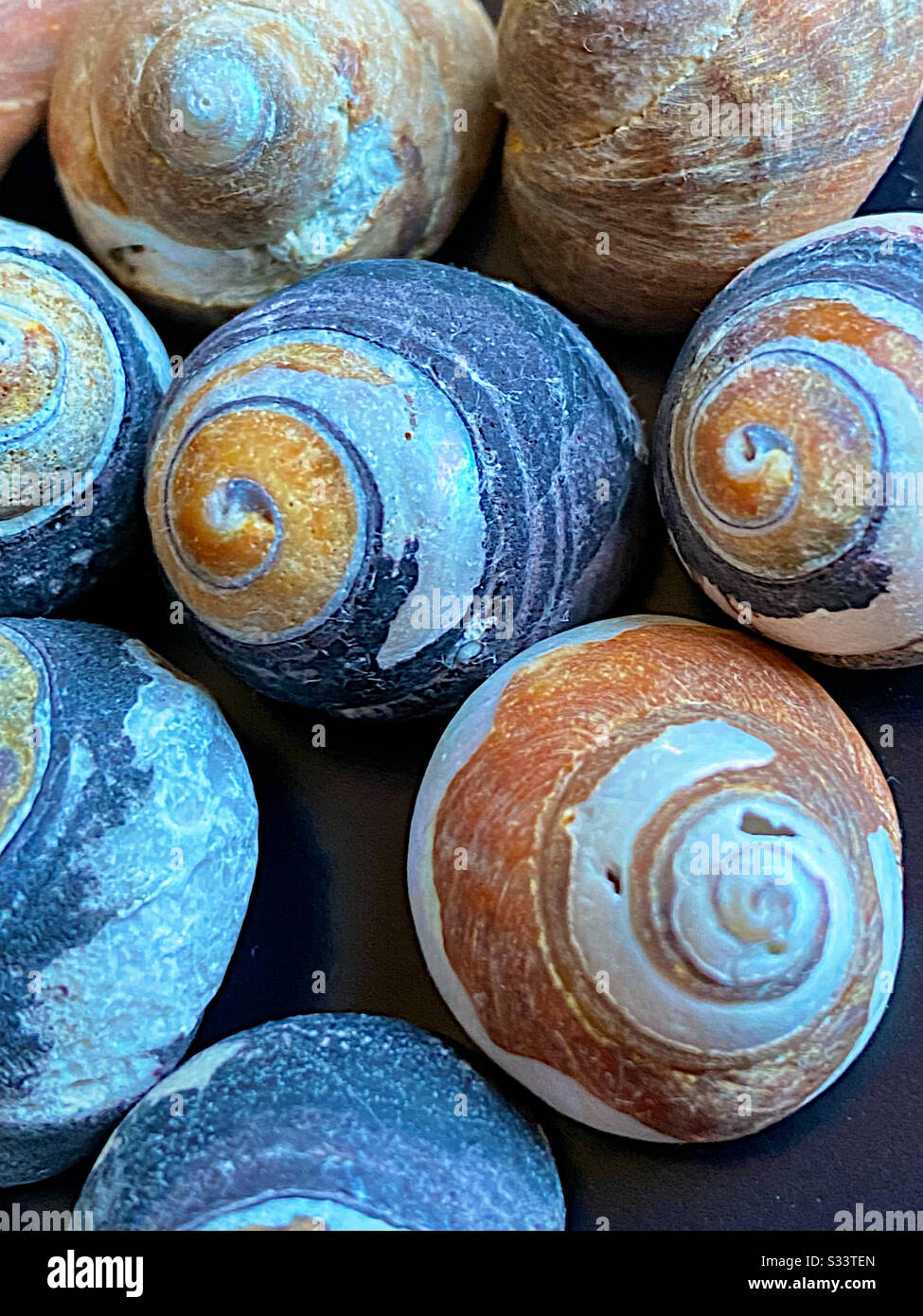 Turban shells hi-res stock photography and images - Alamy