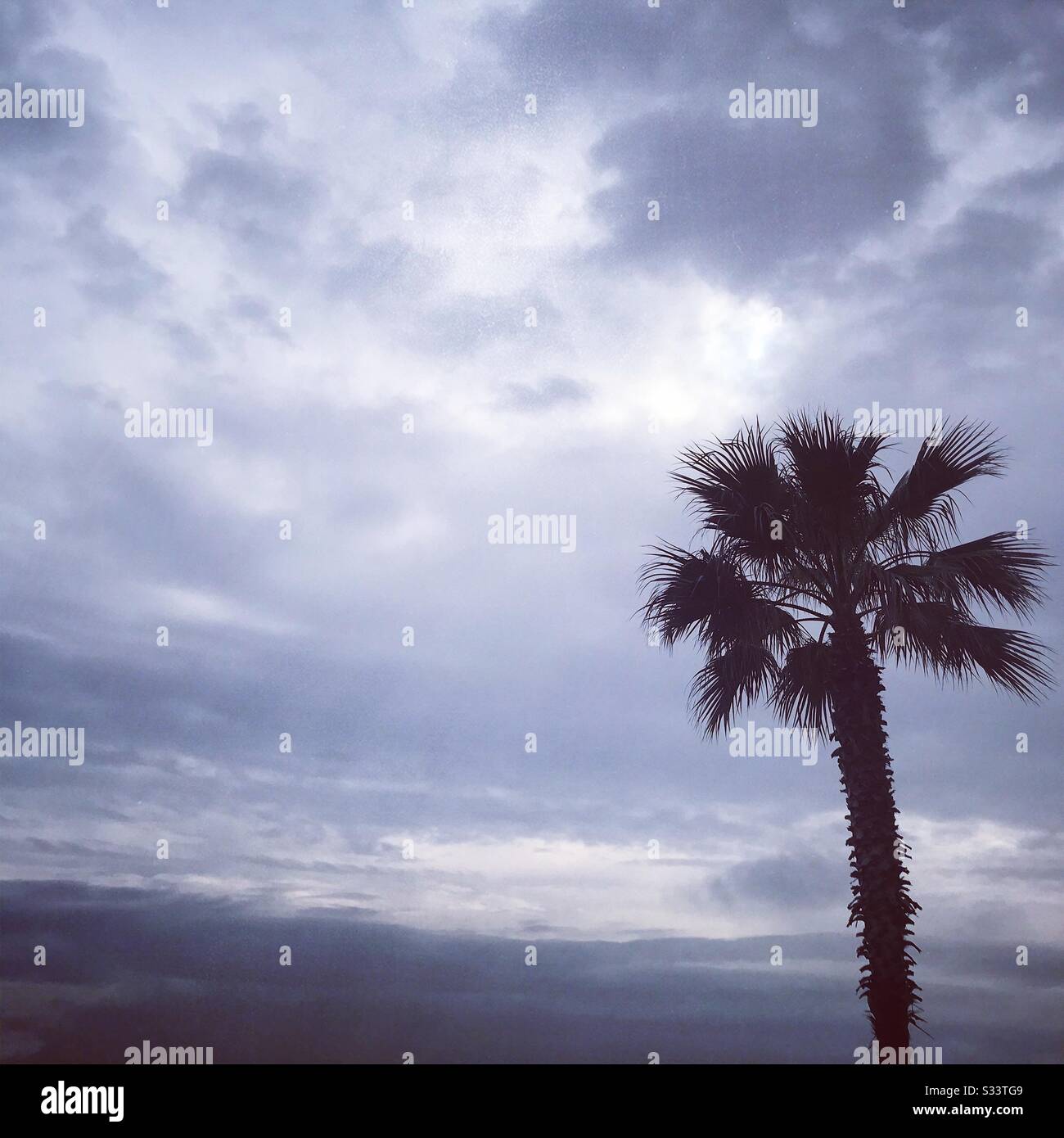 A palm tree in Split, Croatia Stock Photo - Alamy
