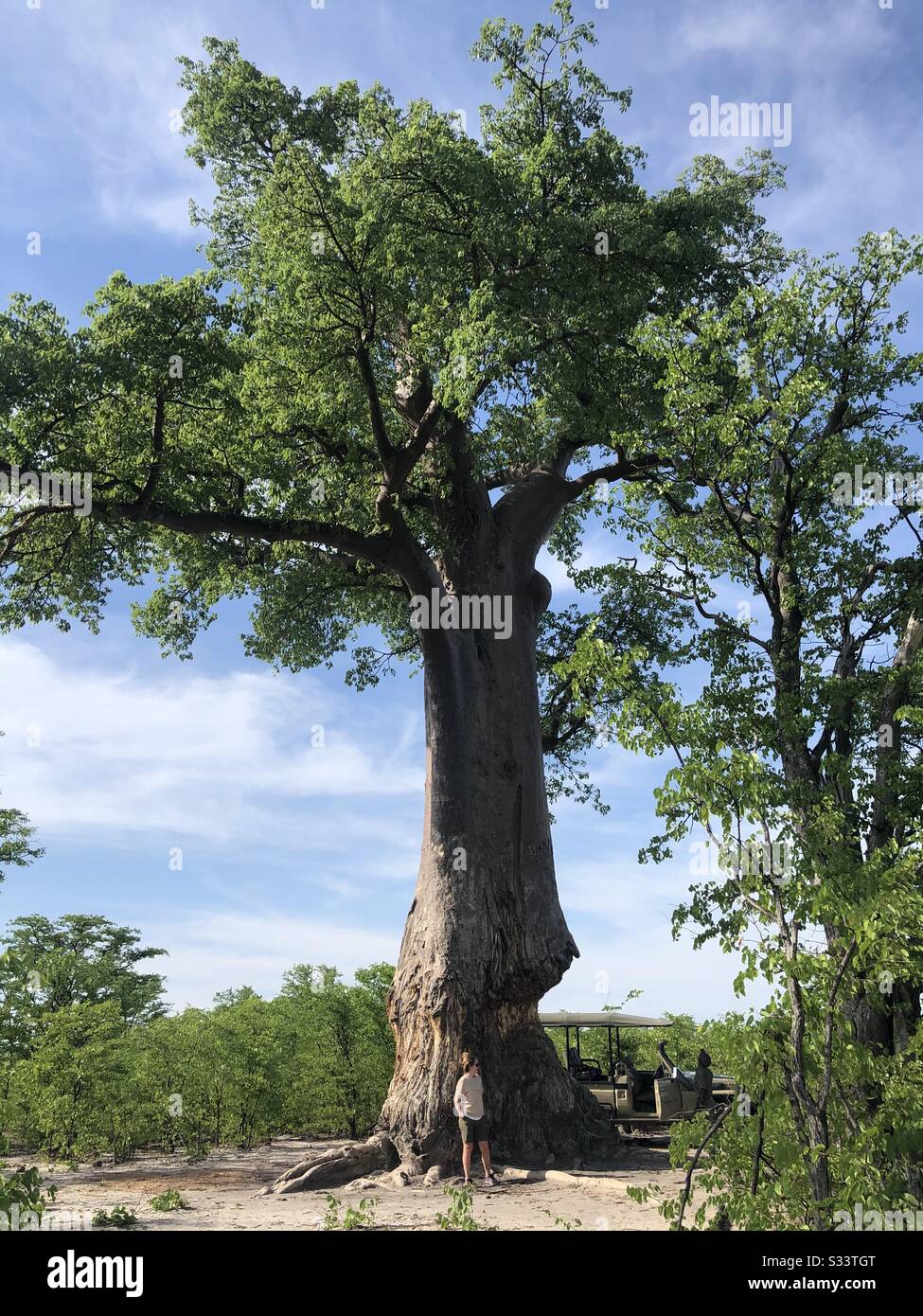 A baobab tree in Botswana damaged by elephants Stock Photo - Alamy