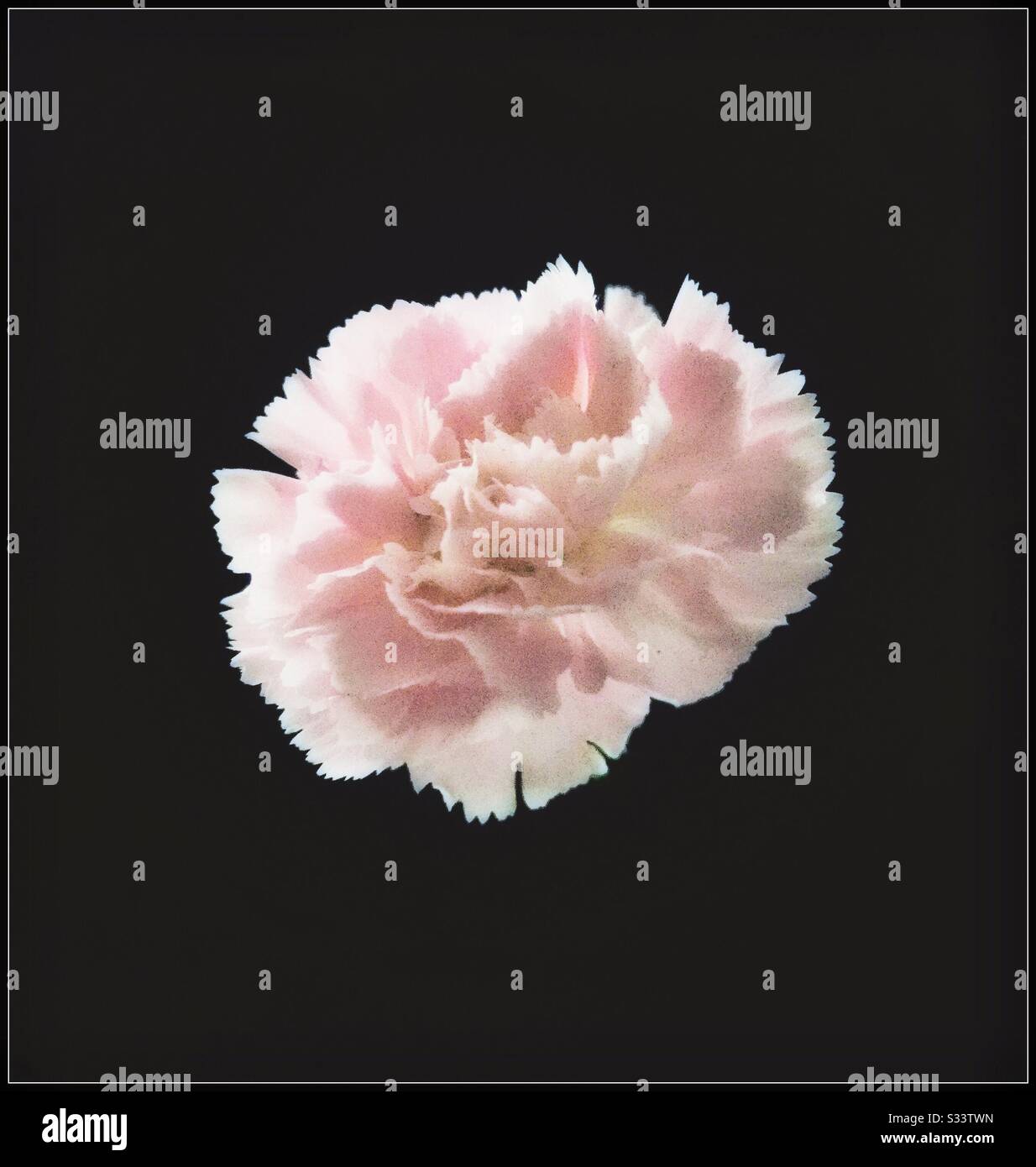Soft pink carnation petals hi-res stock photography and images - Alamy