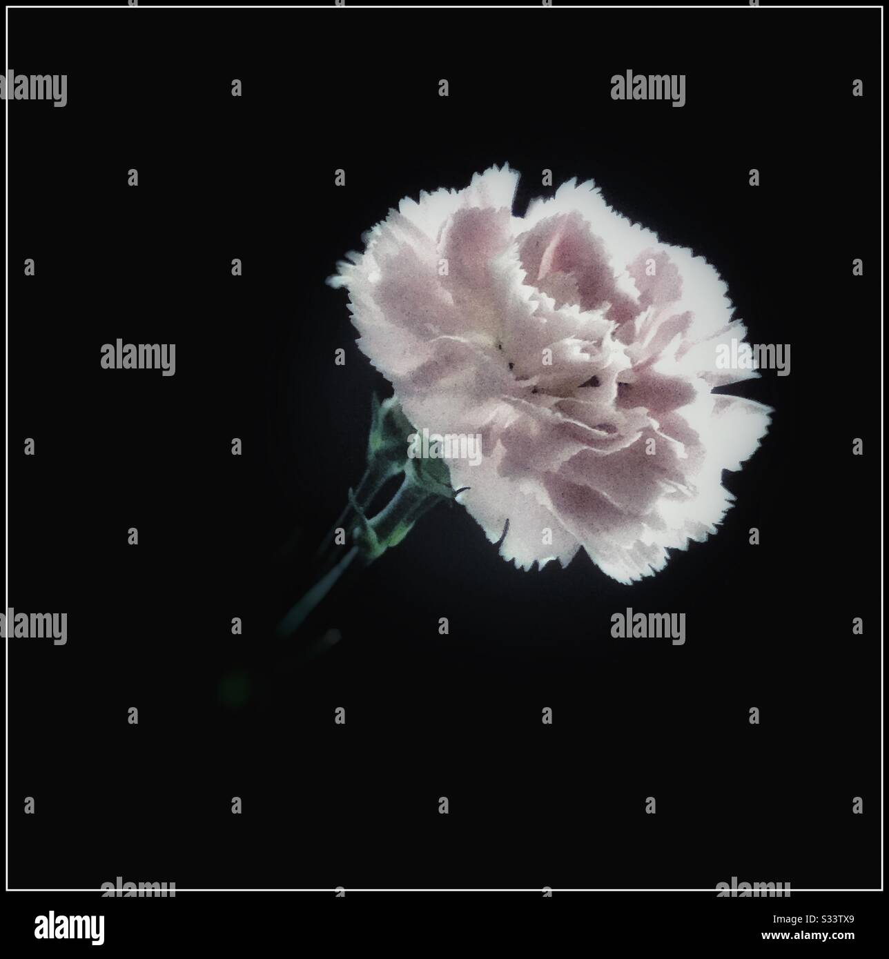 Soft pink carnation petals hi-res stock photography and images - Alamy