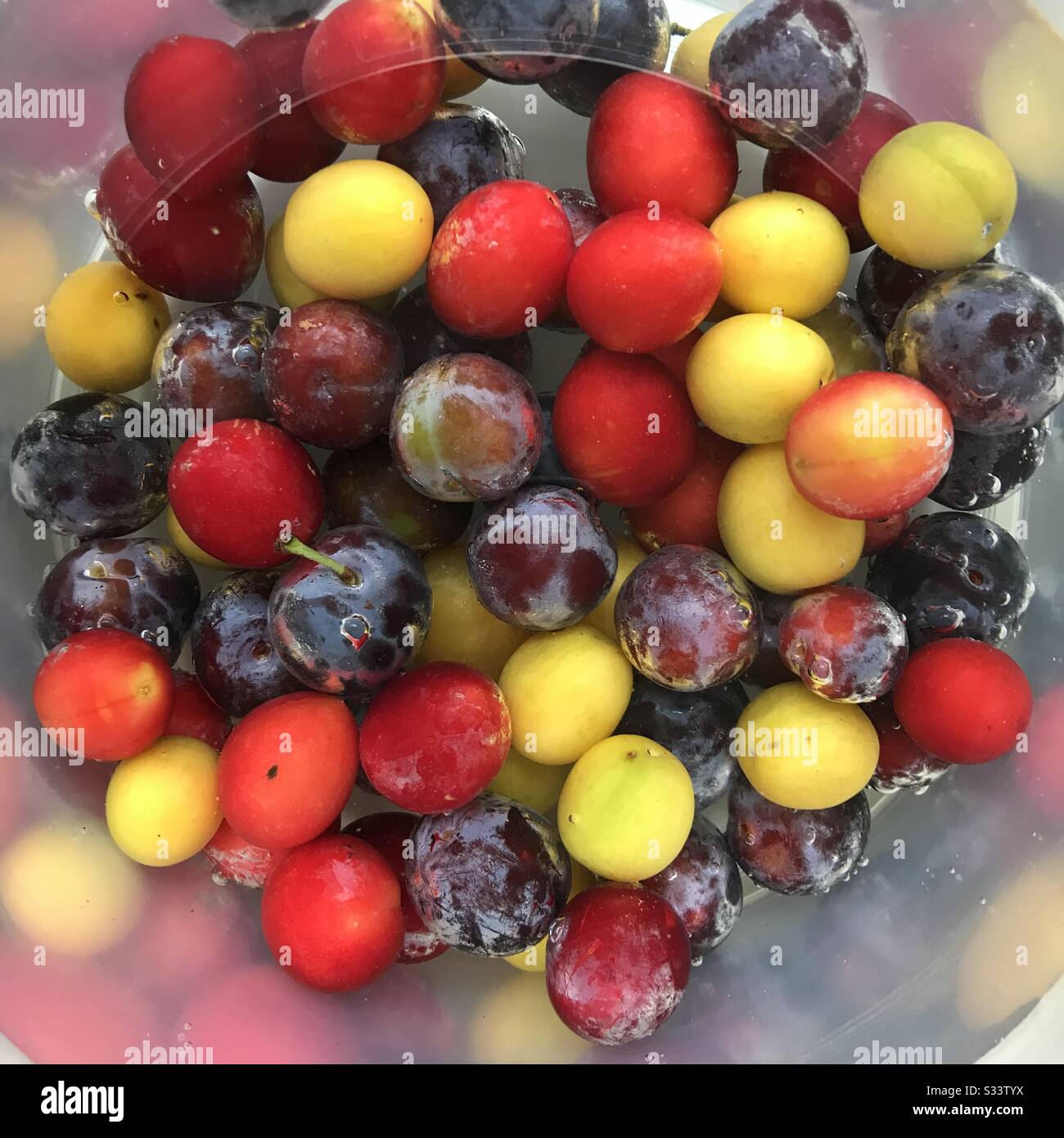 Plum yellows hi-res stock photography and images - Alamy