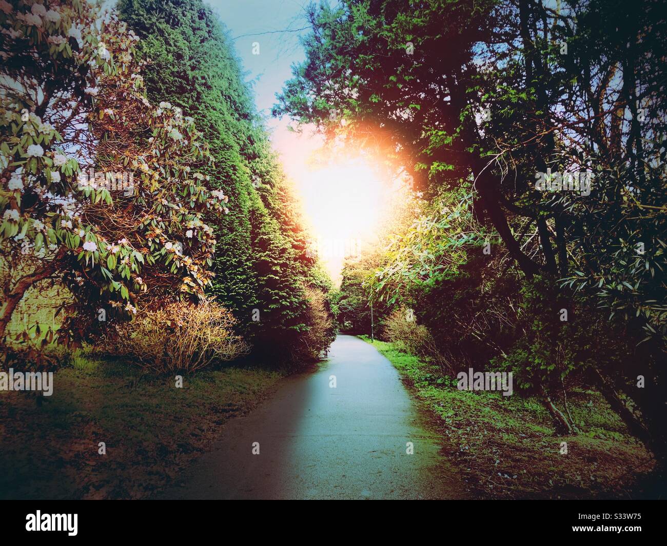 Pathway into sun through trees Stock Photo - Alamy