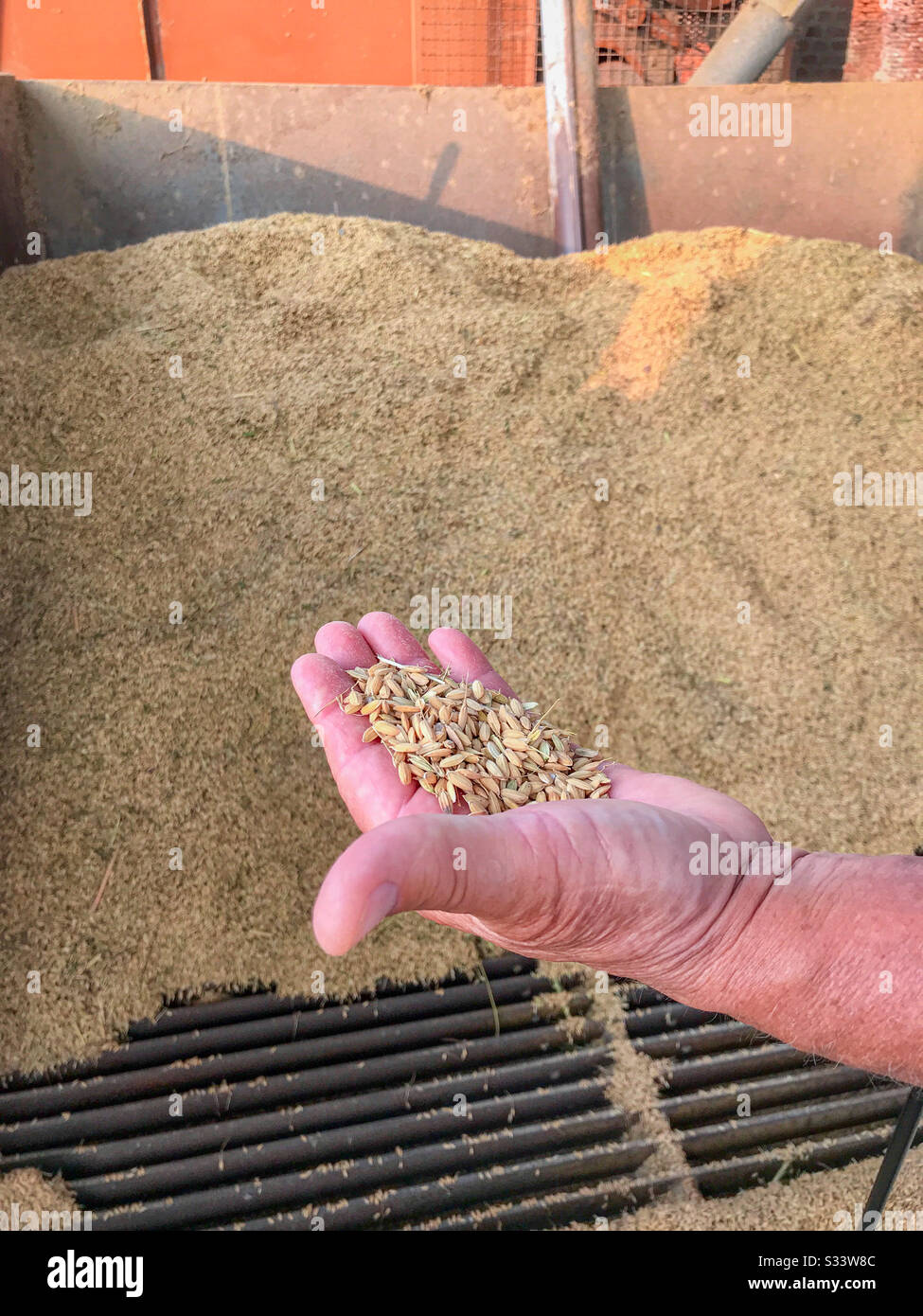 A man’s hand full of rice grain. Behind the hand is a pile of rice ...