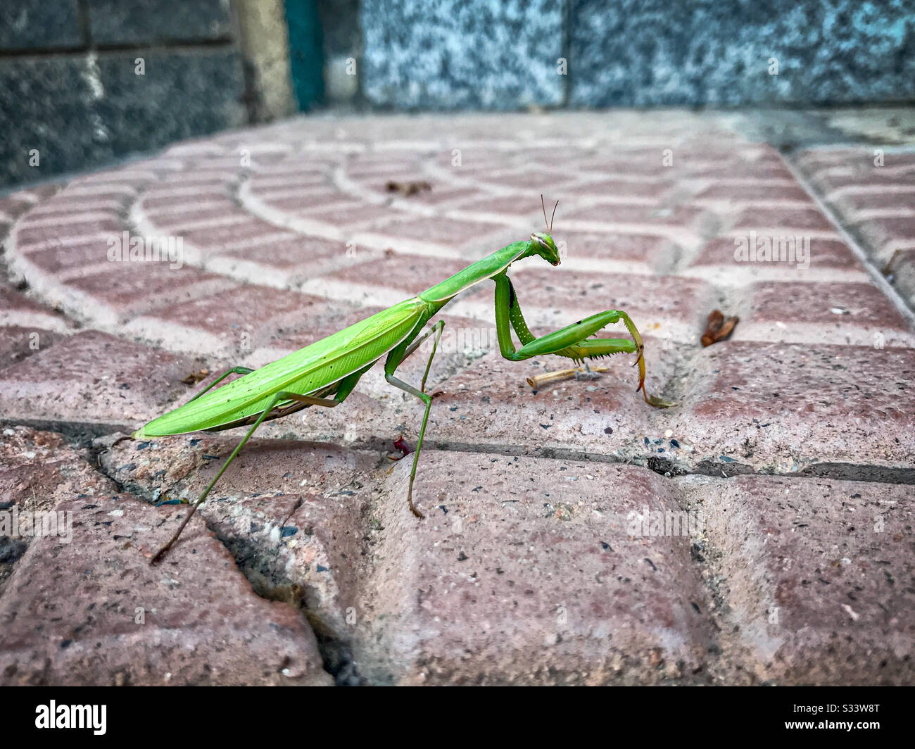 Phasmatodea hi-res stock photography and images - Alamy