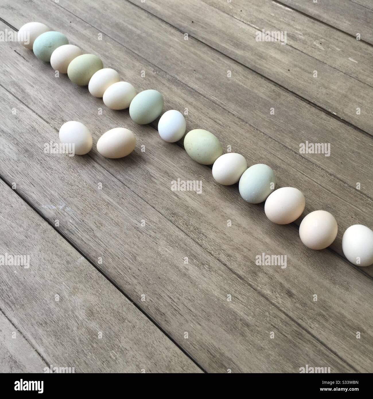 Line of chicken eggs Stock Photo - Alamy