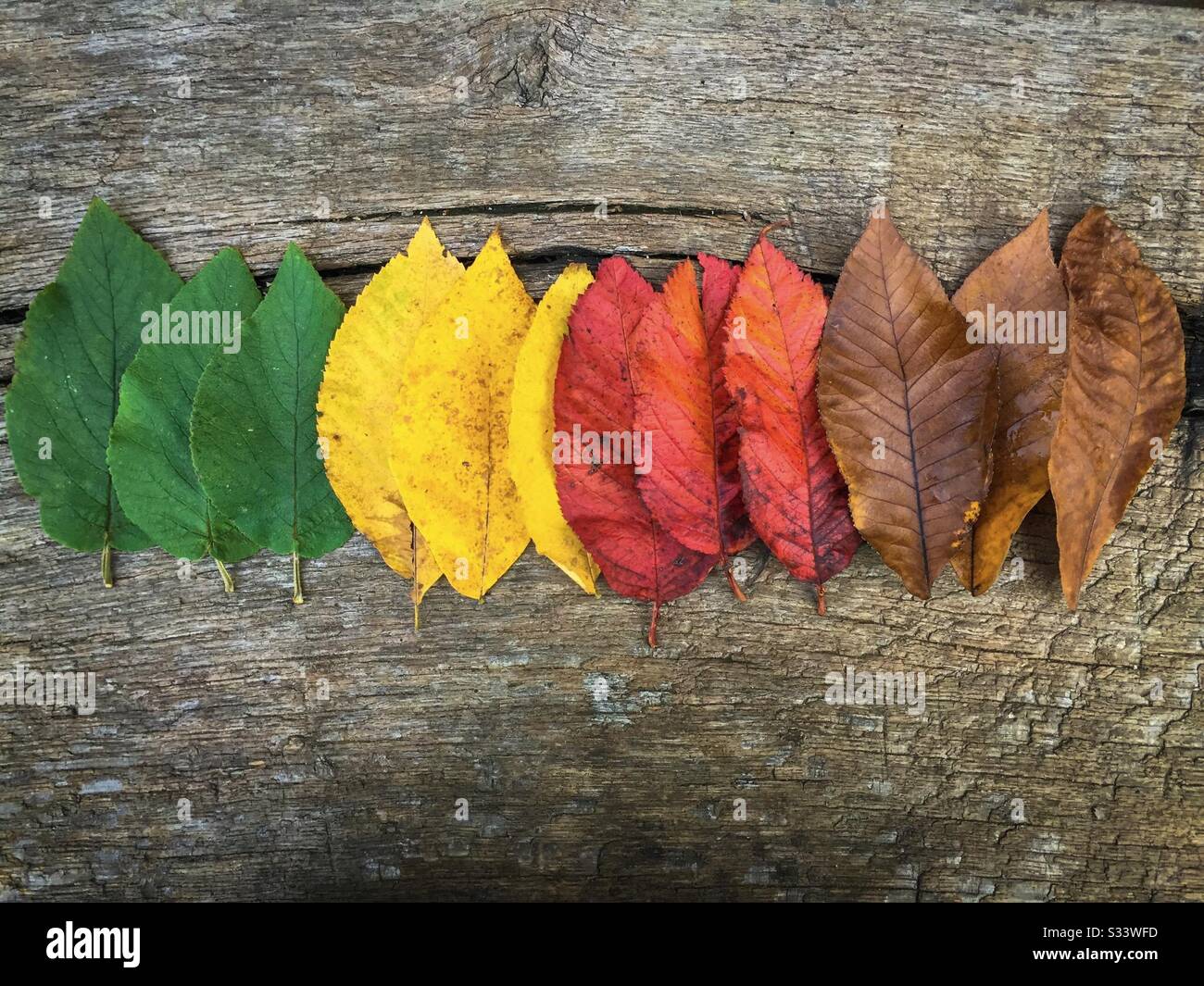 Color gradient of leaves Stock Photo - Alamy