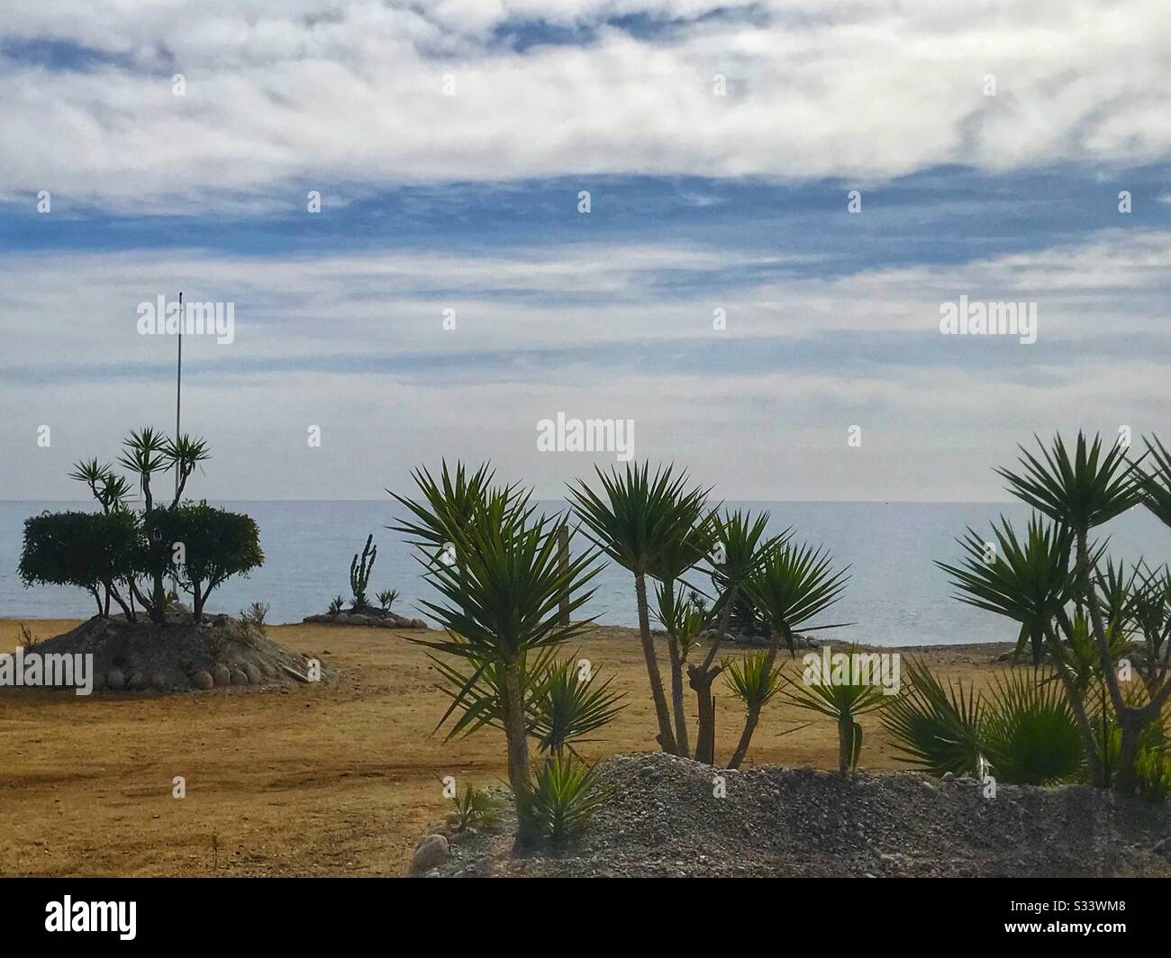 Yukka hi-res stock photography and images - Alamy