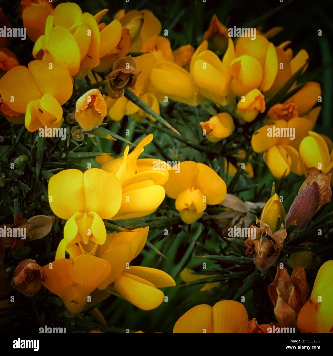 Yellow Flower Scotland High Resolution Stock Photography and Images - Alamy