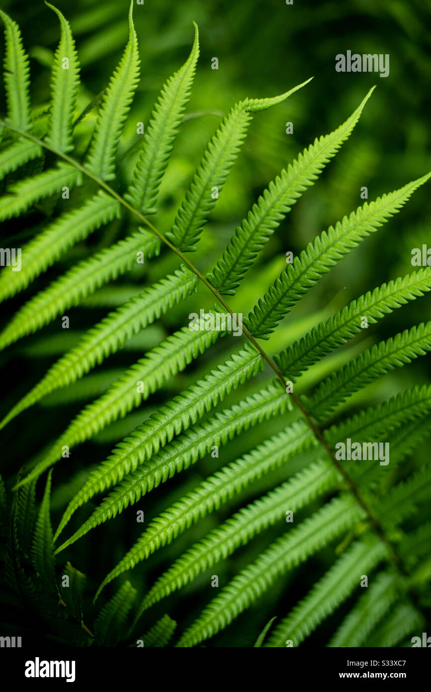 The magic of nature hides in the plants Stock Photo - Alamy