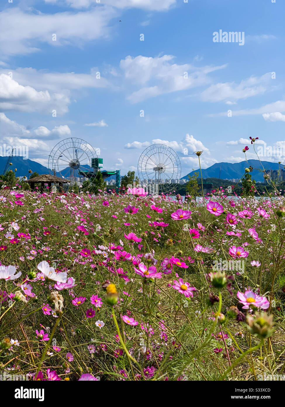Landscape view of pink cosmos flowers field with ferris wheel and mountain view at the ...