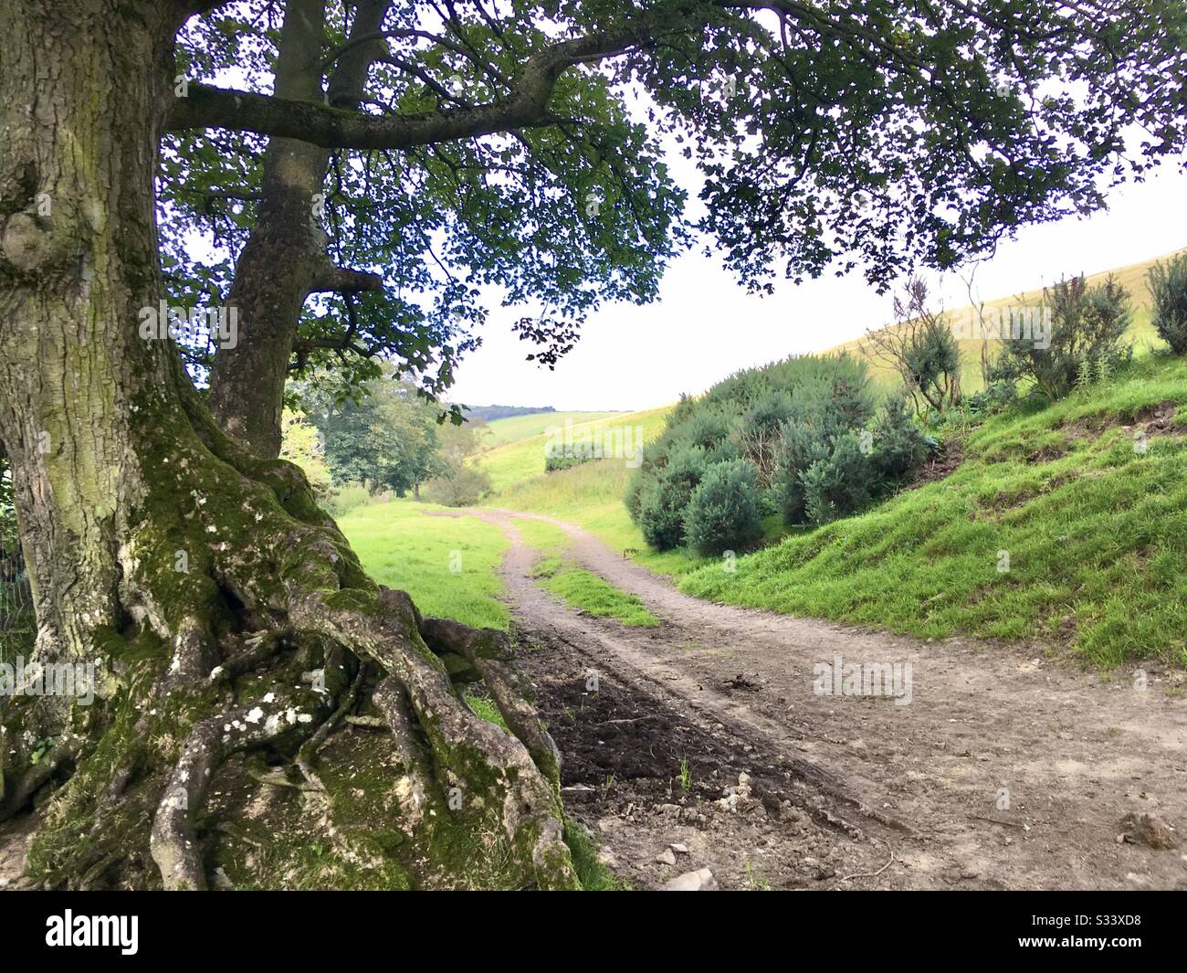 Countryside tractor tracks Stock Photo - Alamy