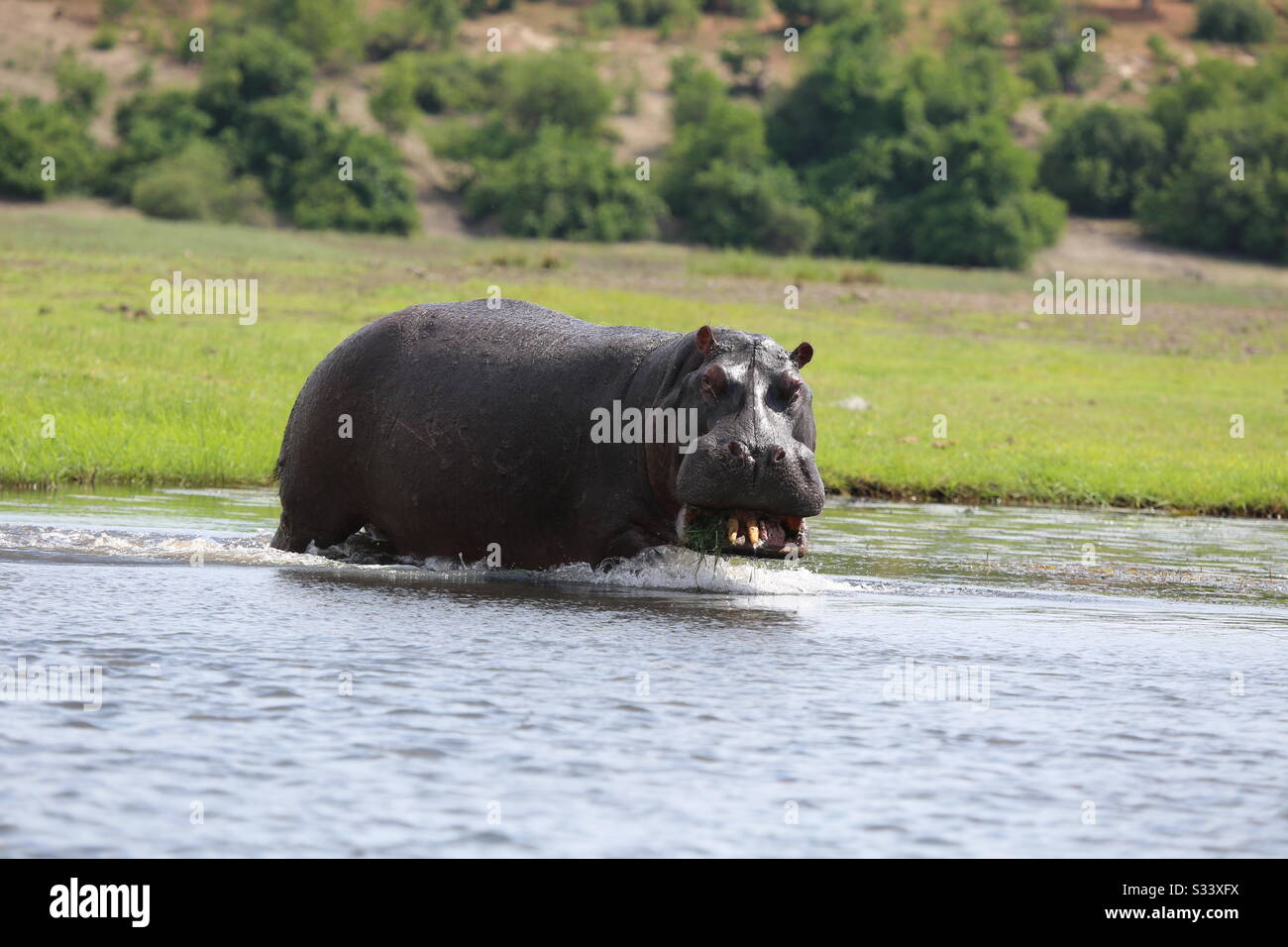 Pictures of hippopotamus hi-res stock photography and images - Alamy
