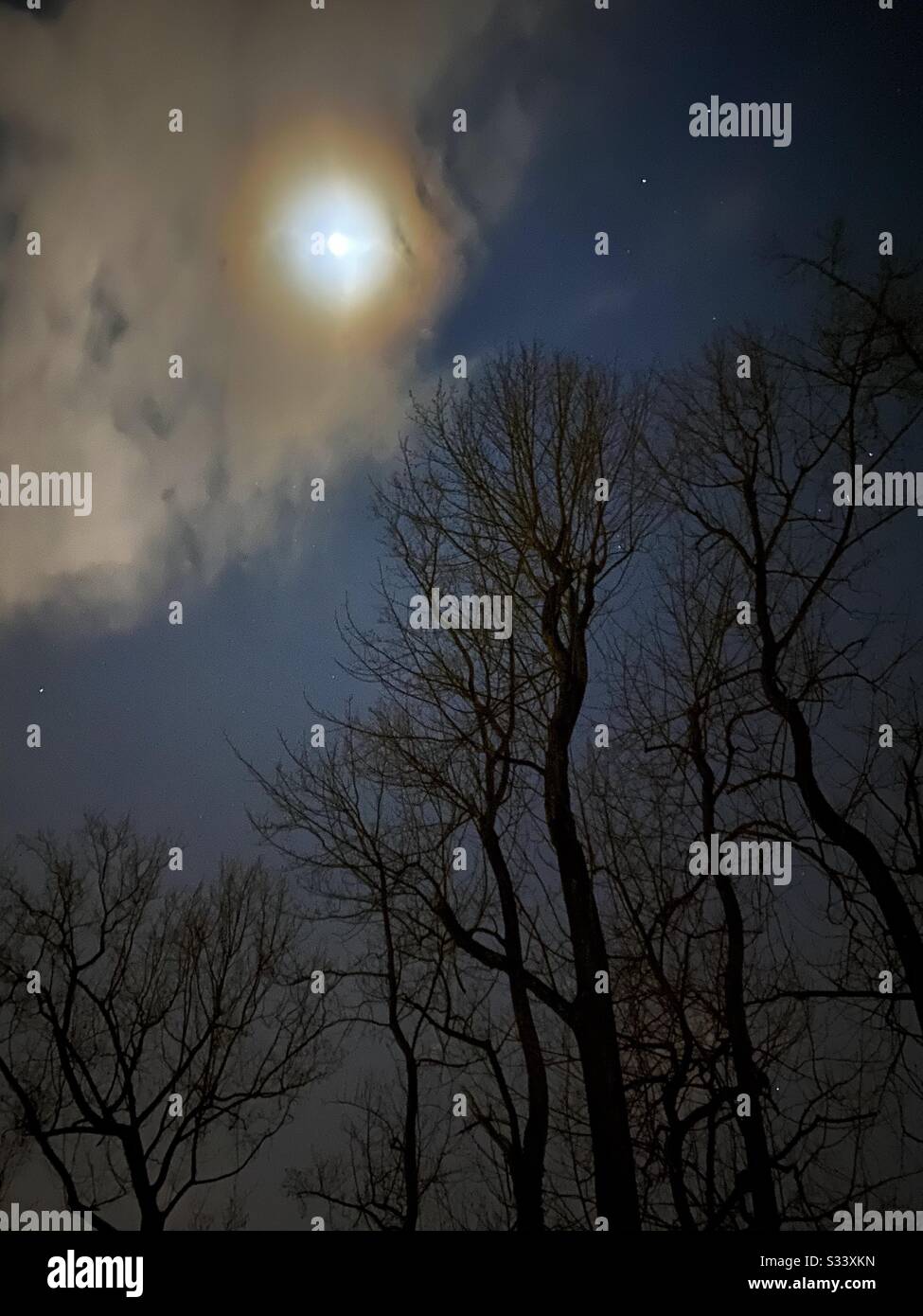 Trees moon stars hi-res stock photography and images - Alamy