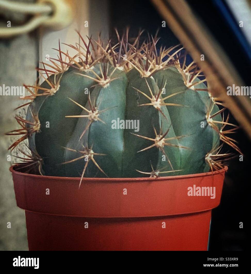 Potted cactus hi-res stock photography and images - Alamy