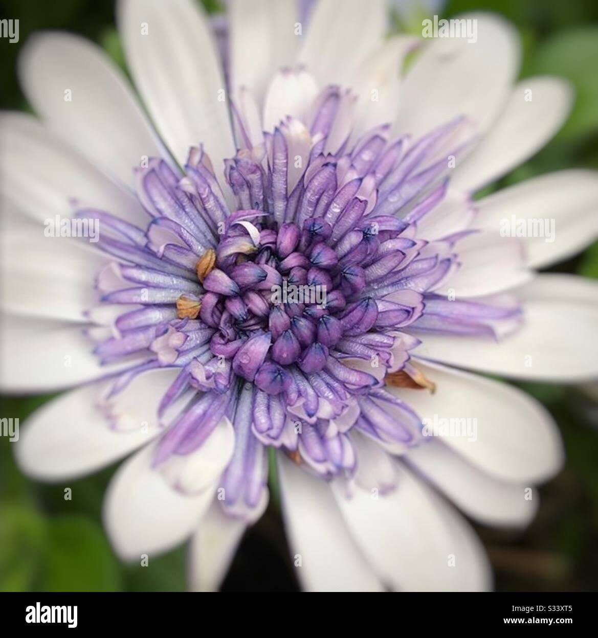 Colour burst hi-res stock photography and images - Alamy