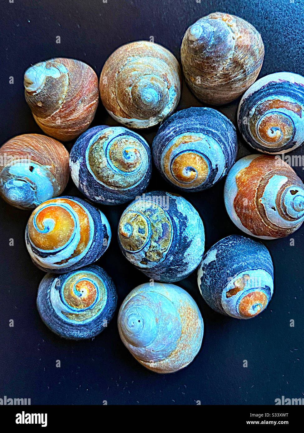 A collection of black turban snail shells Stock Photo - Alamy