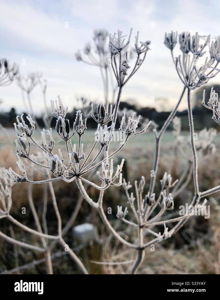Frosty Seedheads High Resolution Stock Photography and Images - Alamy