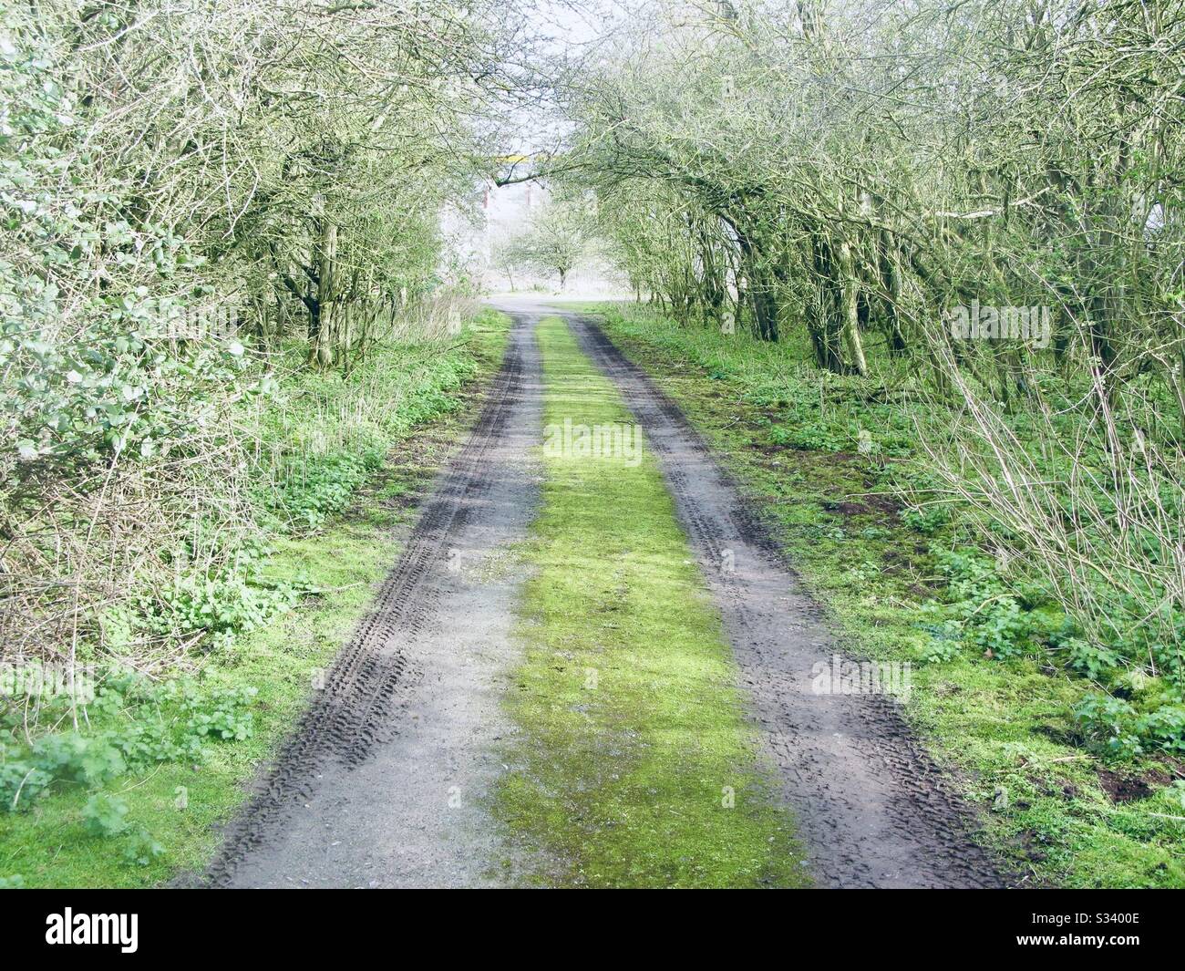 2 track path through woodland Stock Photo - Alamy