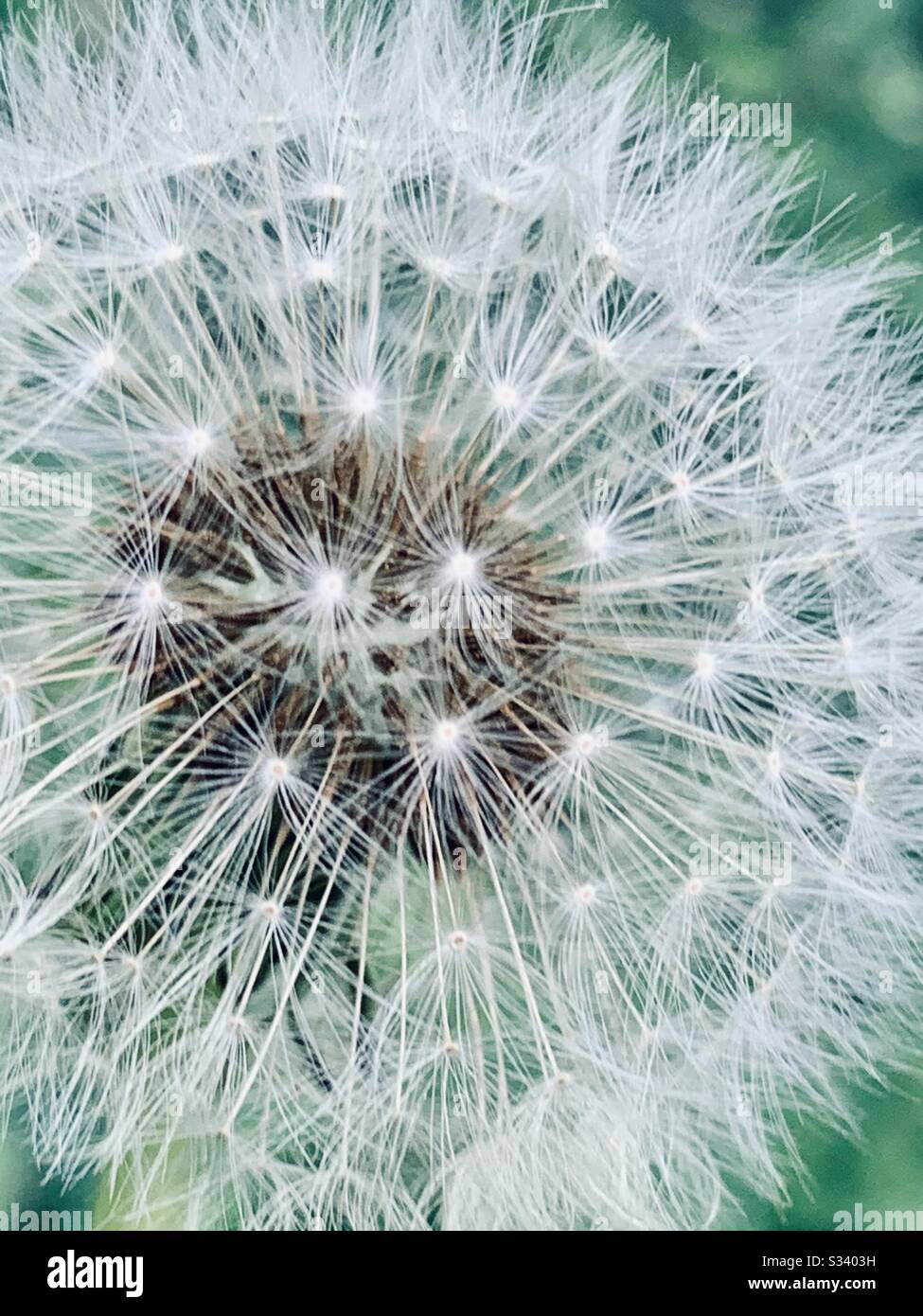 Spores pattern hi-res stock photography and images - Alamy