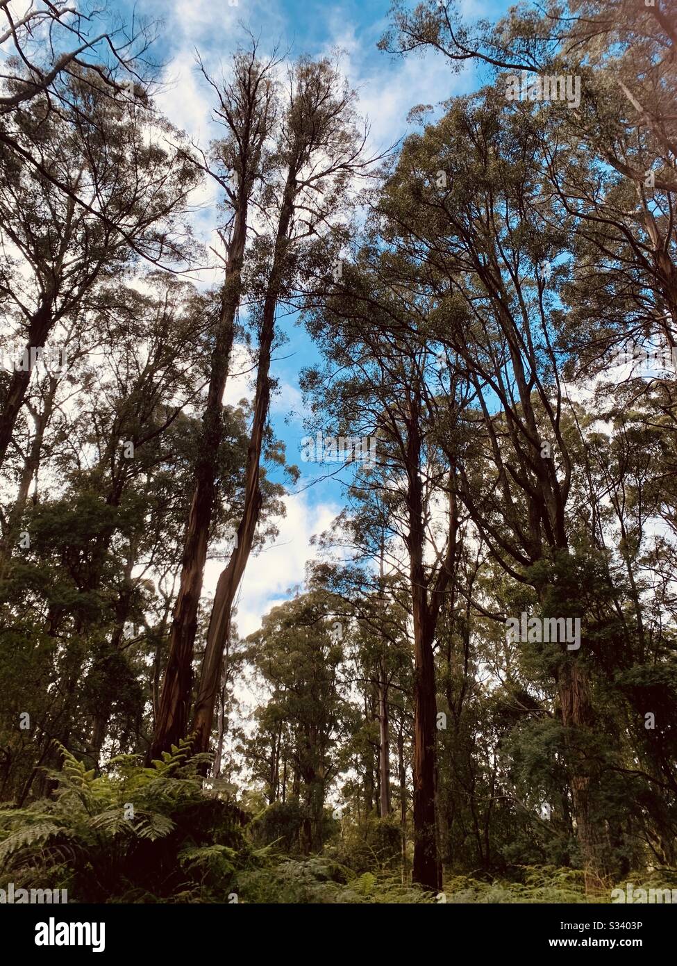 Sherbrooke Forest High Resolution Stock Photography and Images - Alamy