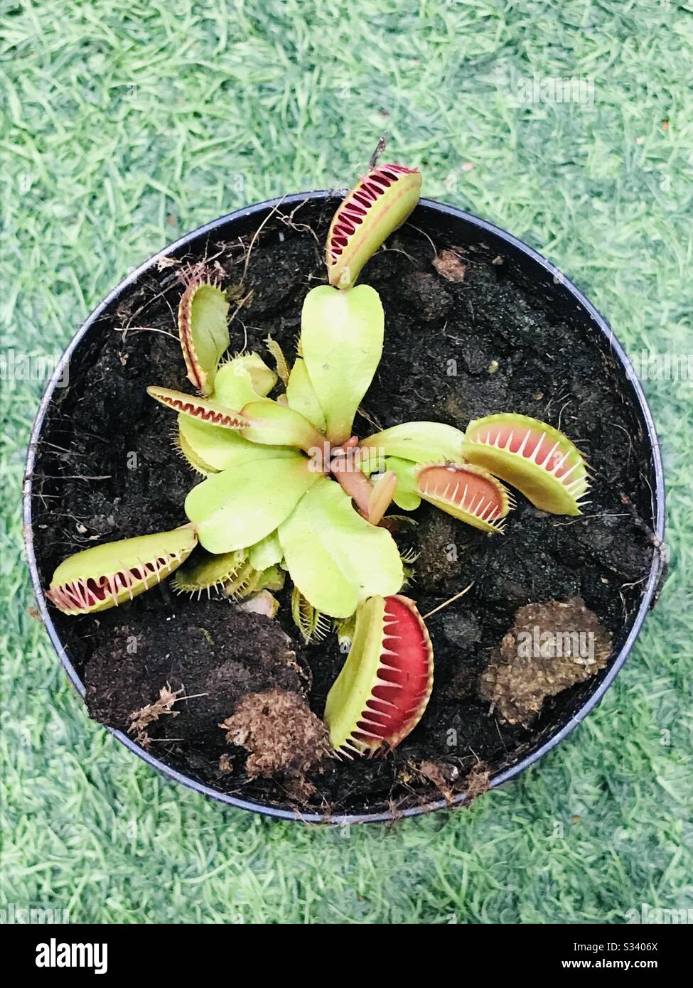 Venus Flytrap Eating A Finger