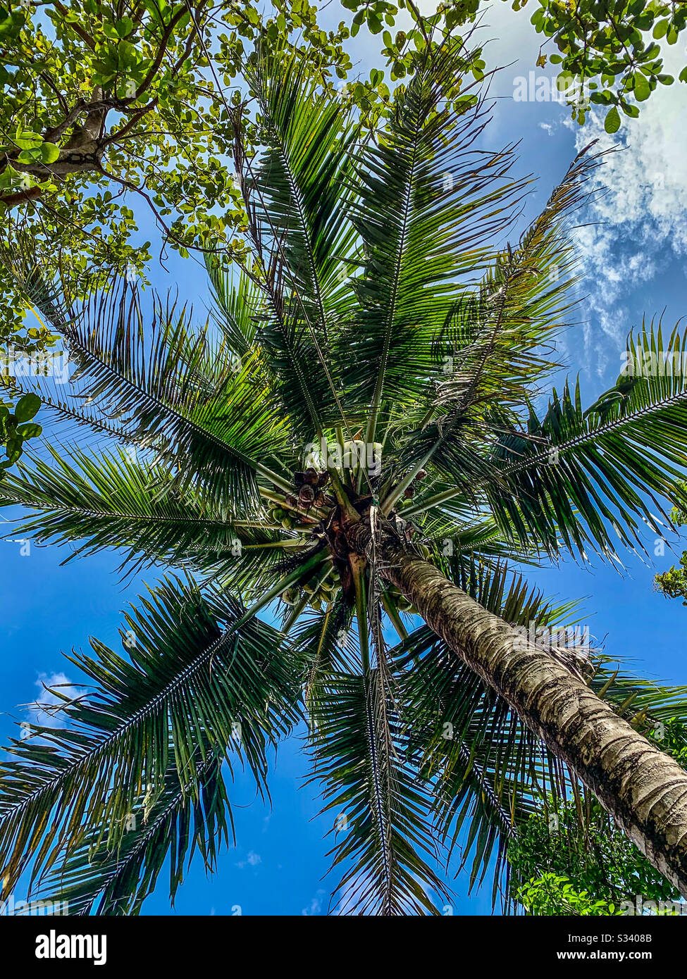 Palm tree below hi-res stock photography and images - Alamy