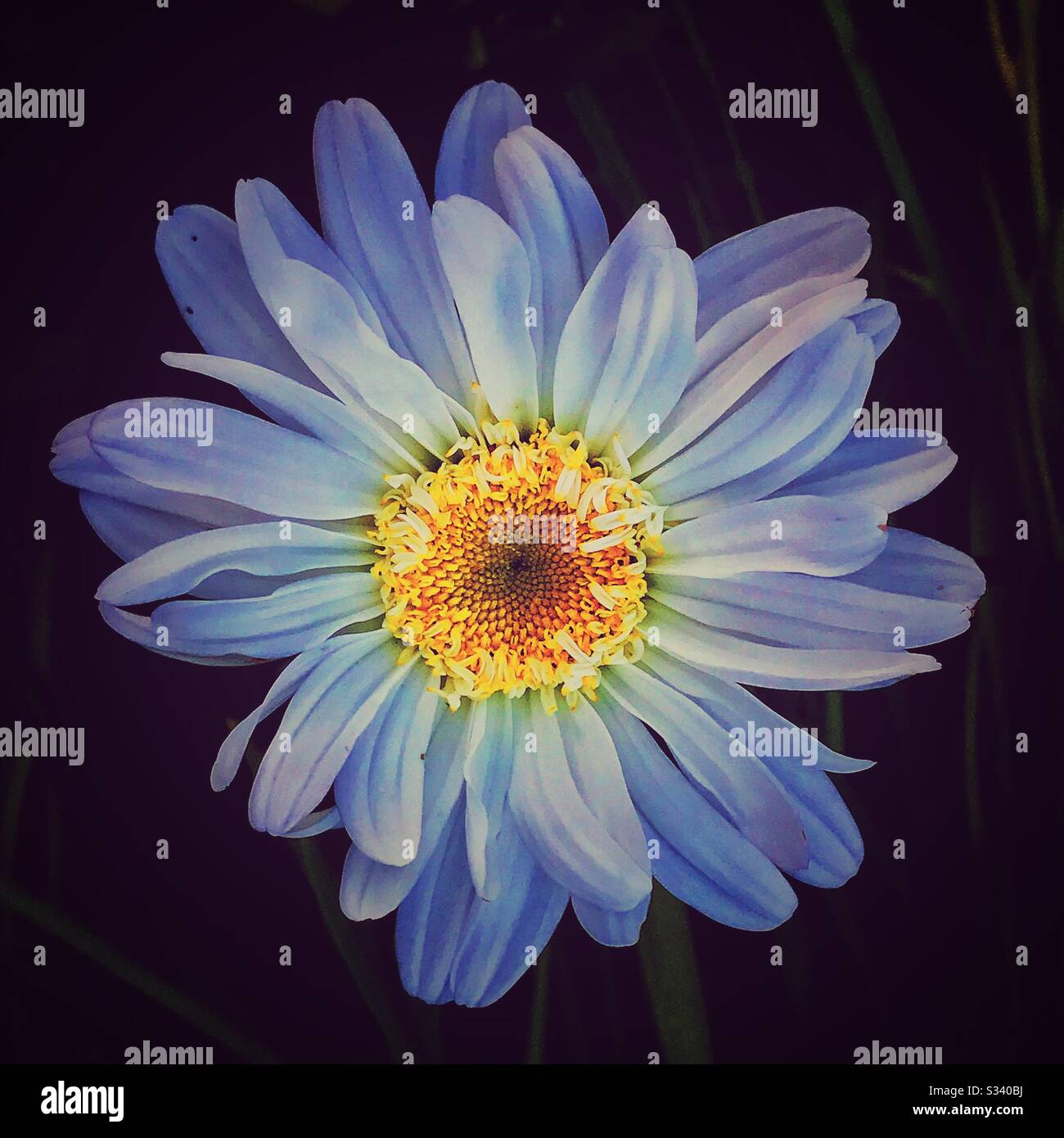 Marguerite daisy hi-res stock photography and images - Alamy