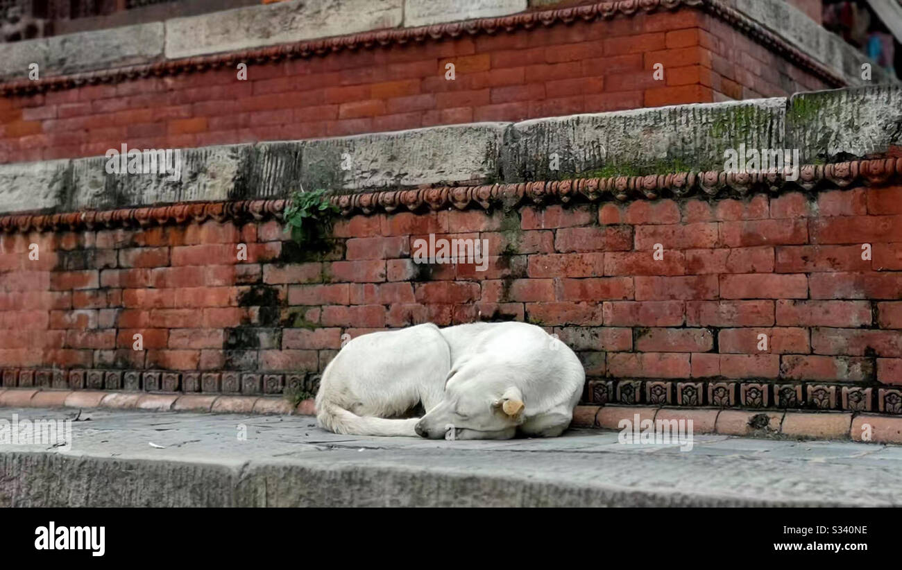 A dog in Nepal Stock Photo - Alamy