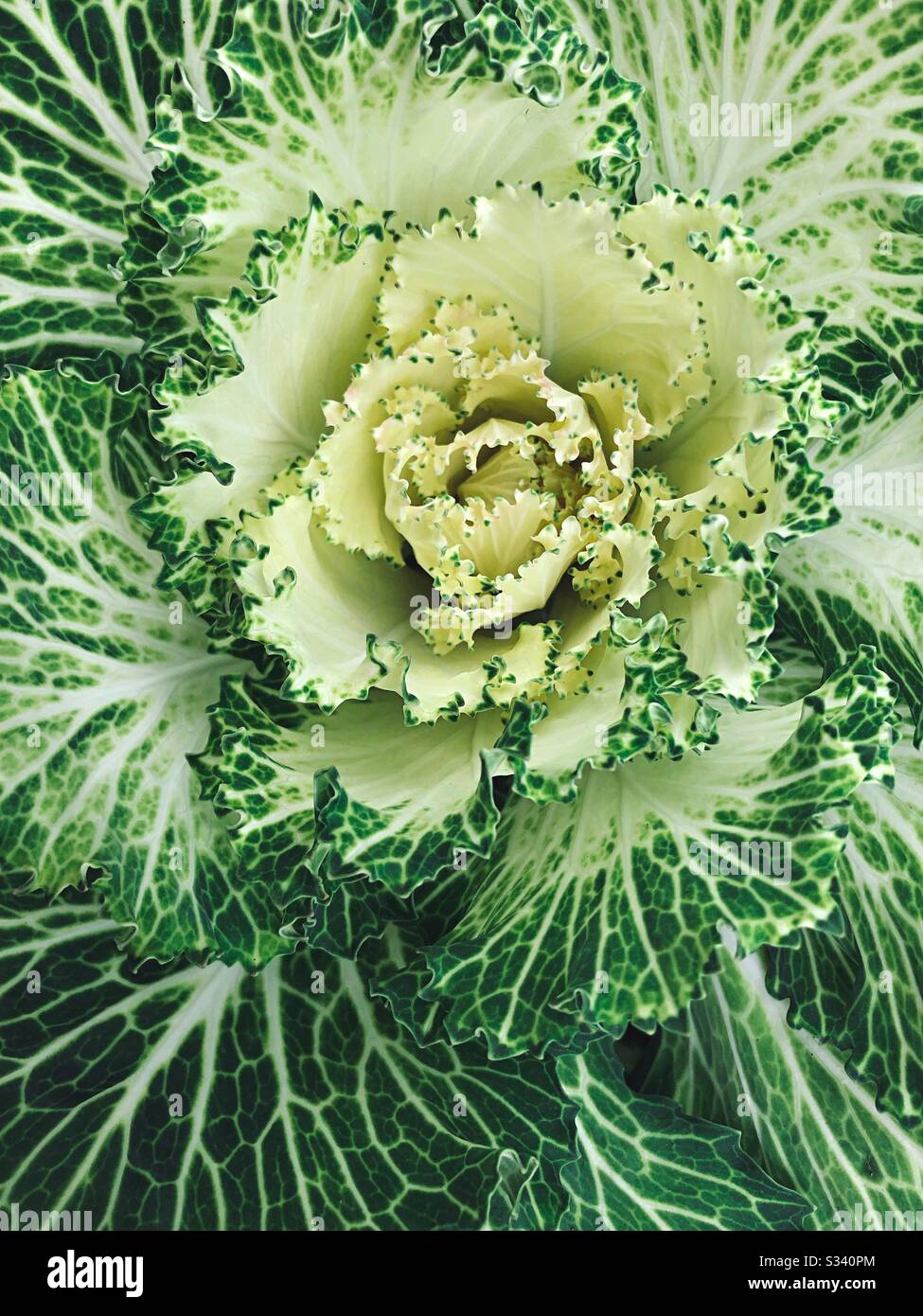 Decorative cabbage, background Stock Photo - Alamy