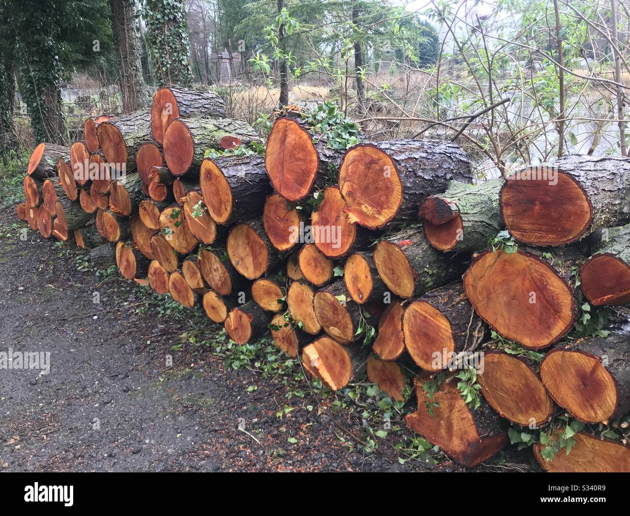 Newly cut logs hi-res stock photography and images - Alamy