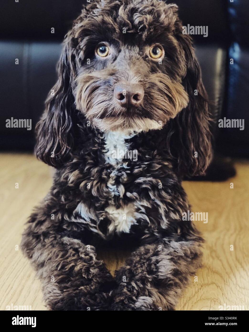 Serious dog hi-res stock photography and images - Alamy