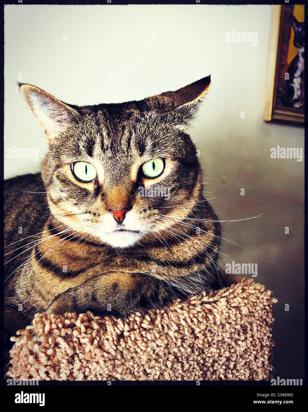 Cranky cat hi-res stock photography and images - Alamy