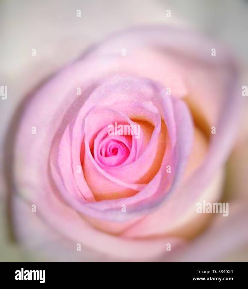 Pinking hi-res stock photography and images - Alamy