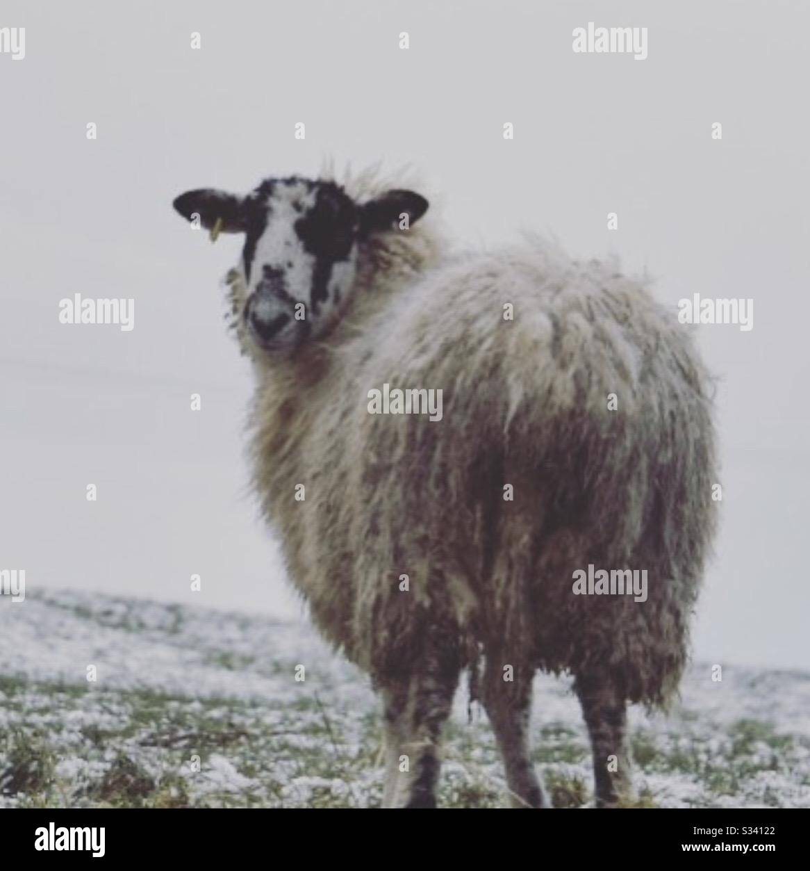 Sad Sheep High Resolution Stock Photography and Images - Alamy