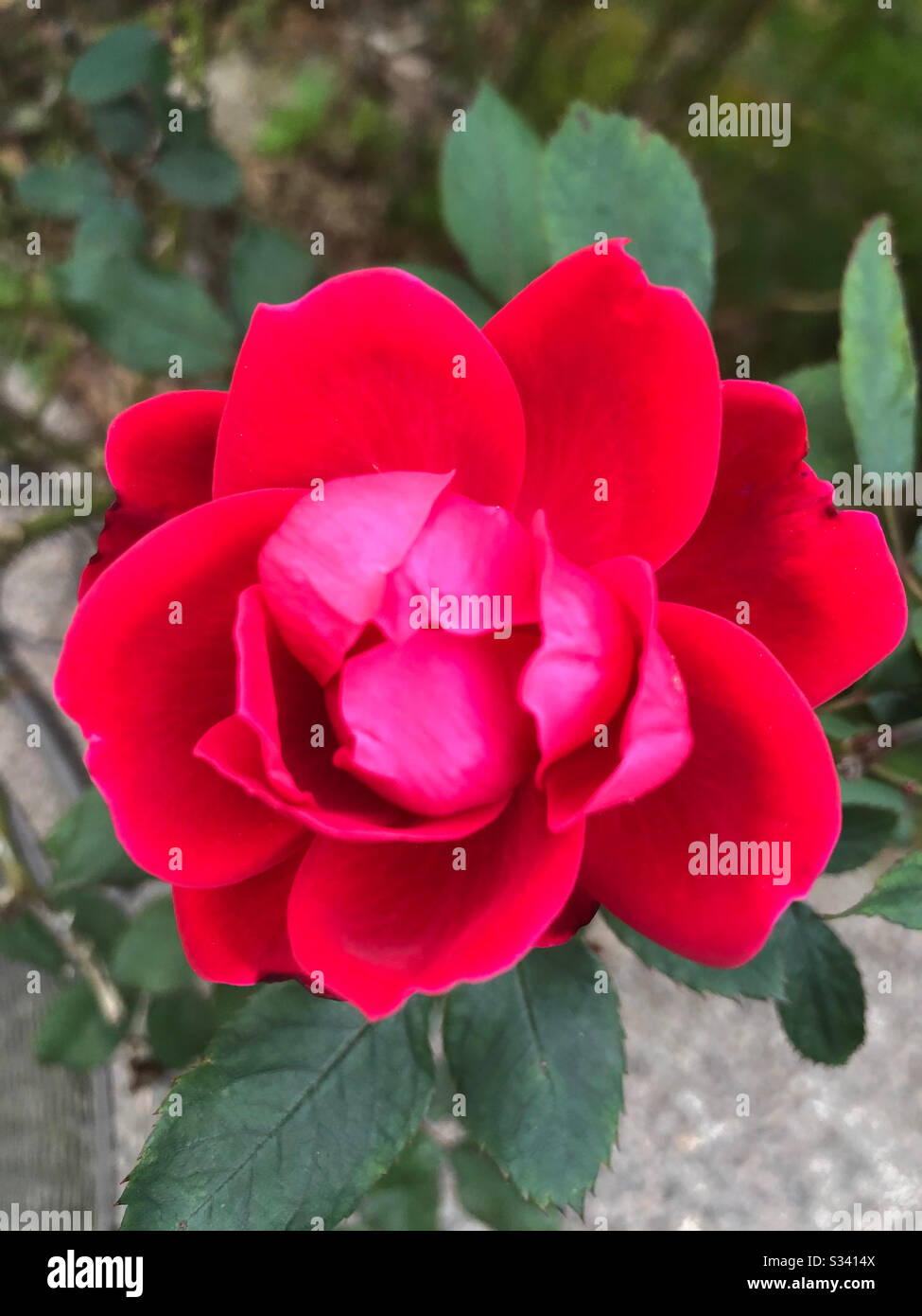 Red Rose In Bloom High Resolution Stock Photography and Images - Alamy