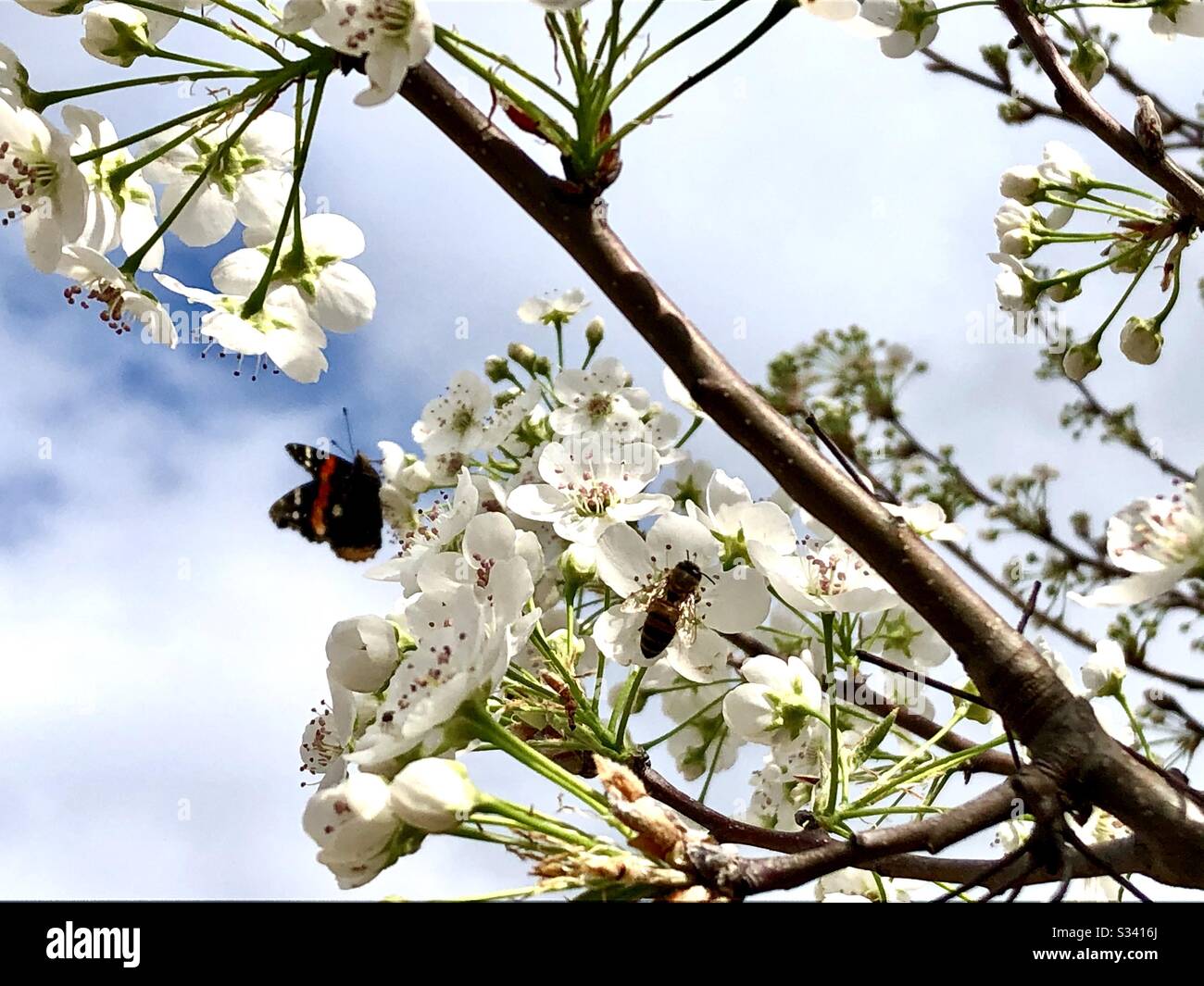 Spring blossoms on a Bradford pear tree with pollinators Stock Photo ...