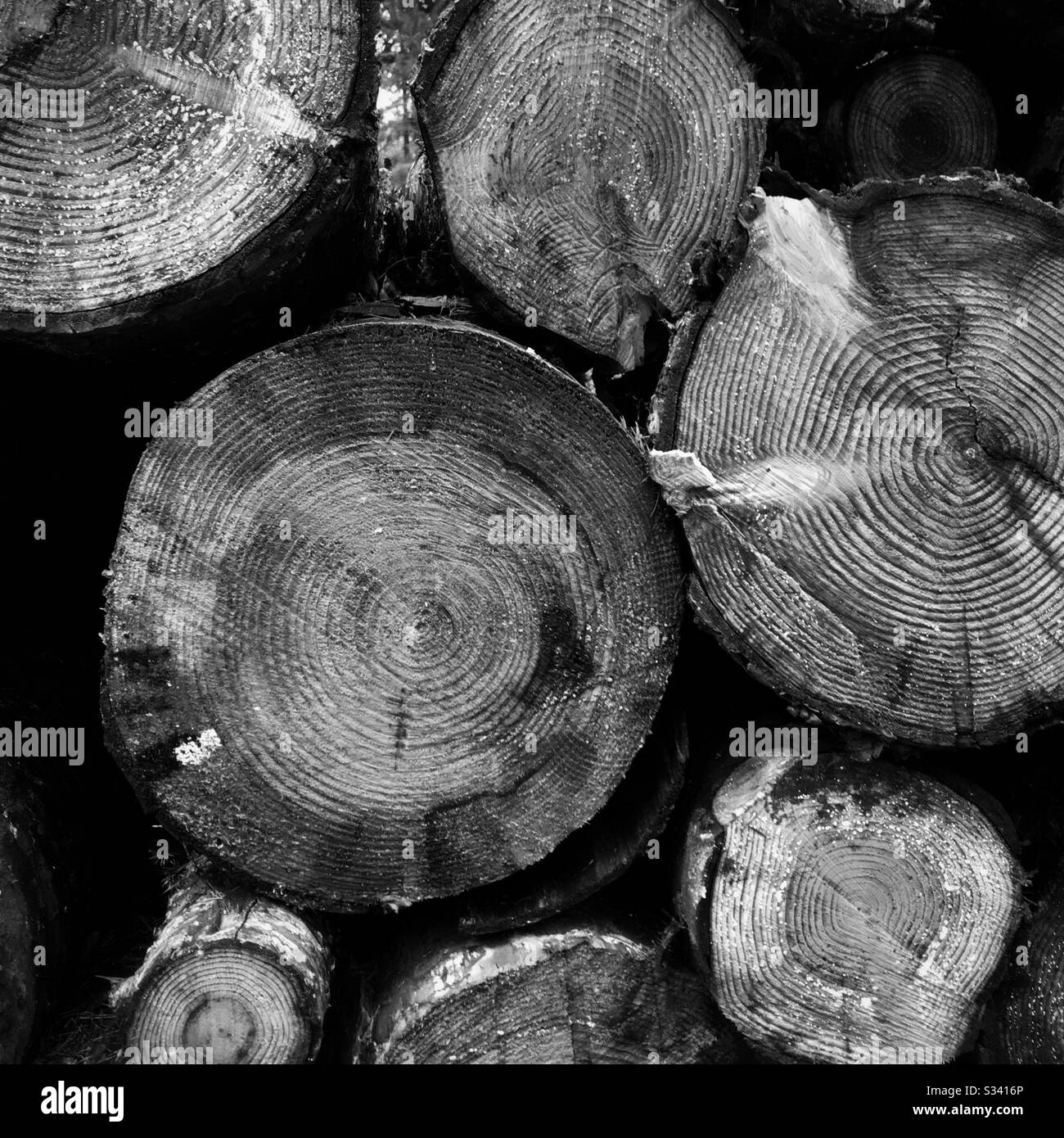 Logs with rings hi-res stock photography and images - Alamy