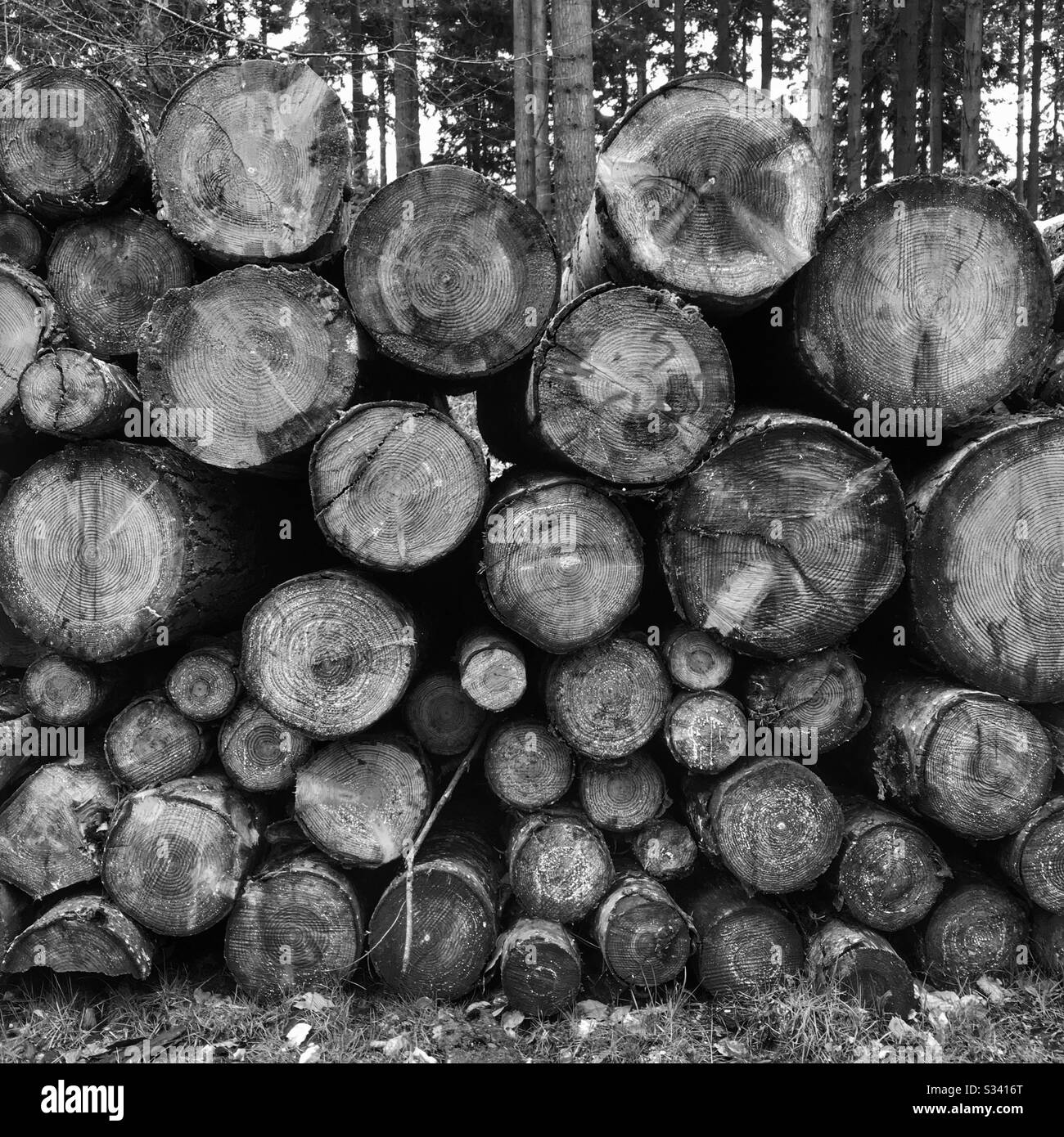 Stack of tree logs Black and White Stock Photos & Images - Alamy