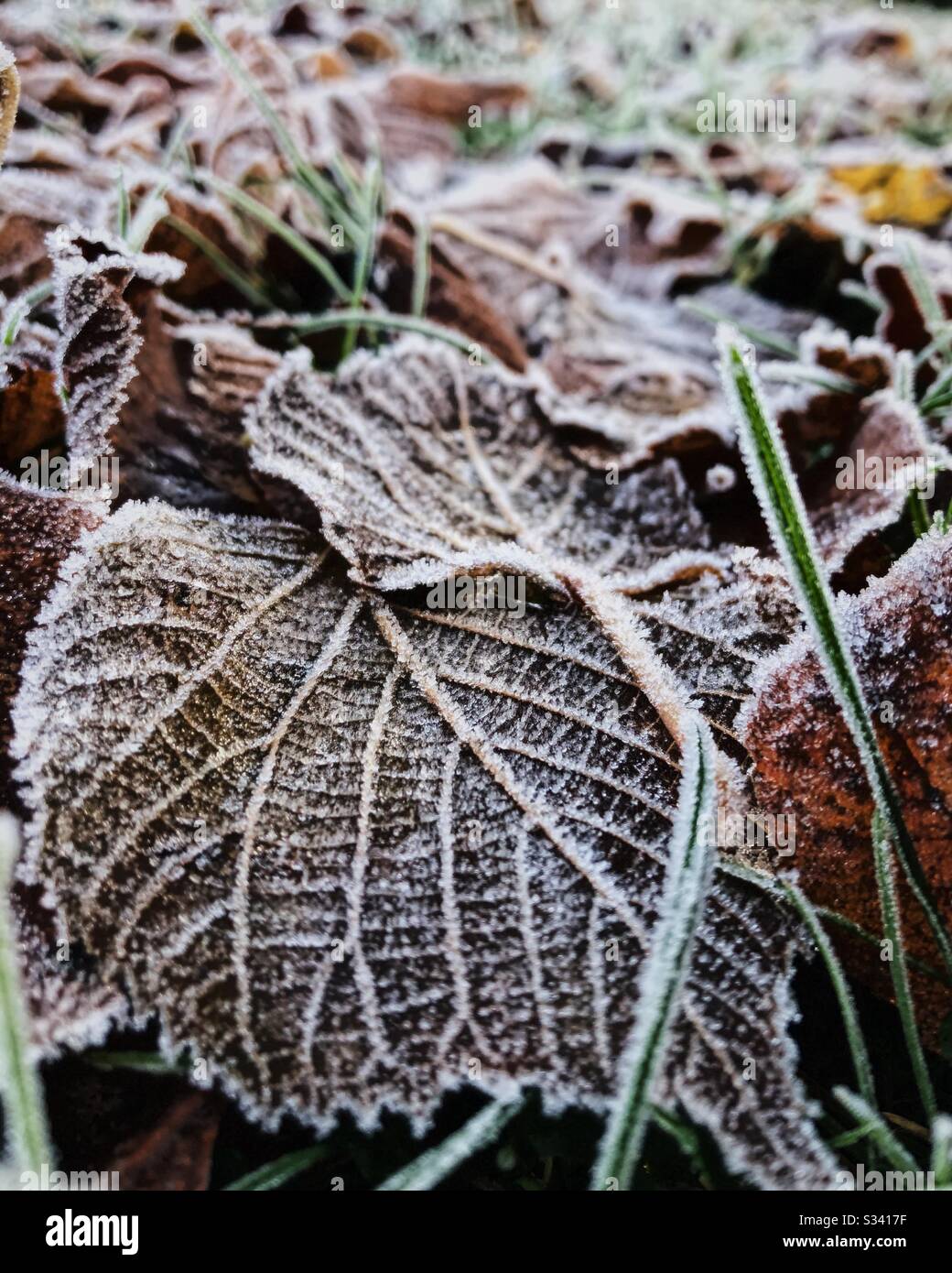 Frozen leaves hi-res stock photography and images - Alamy