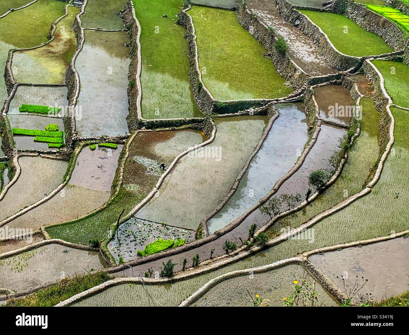 Batad Rice Terraces, Philippines Stock Photo - Alamy