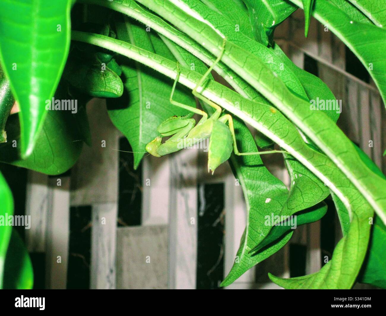 Light hide wall hi-res stock photography and images - Alamy