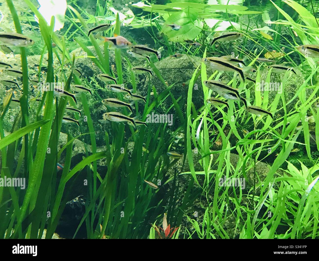 Fish therapy hi-res stock photography and images - Alamy