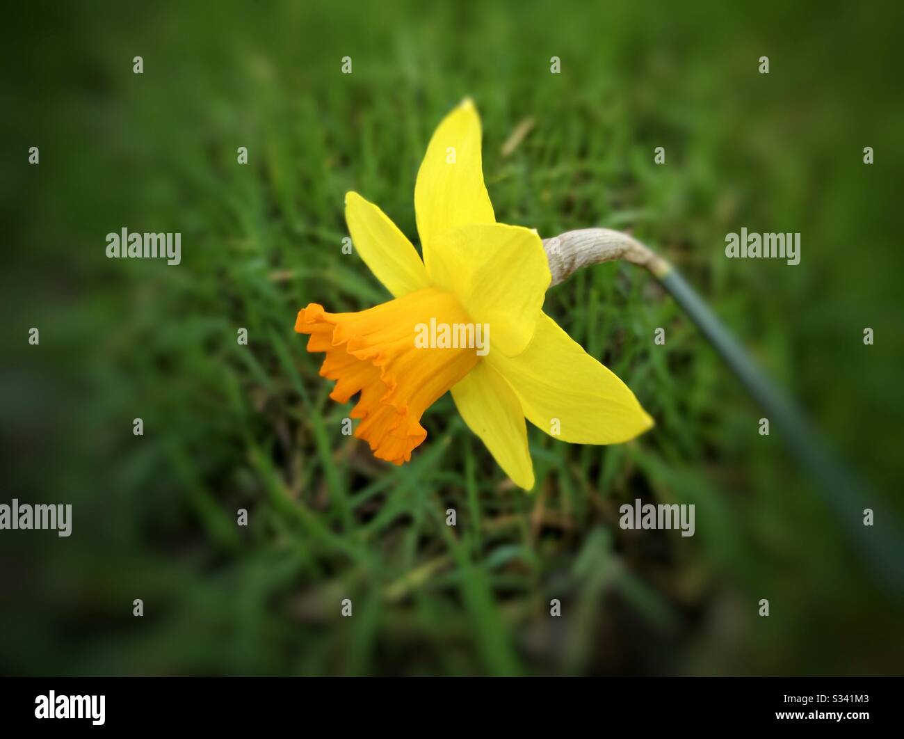 Daffodil with grass hi-res stock photography and images - Alamy