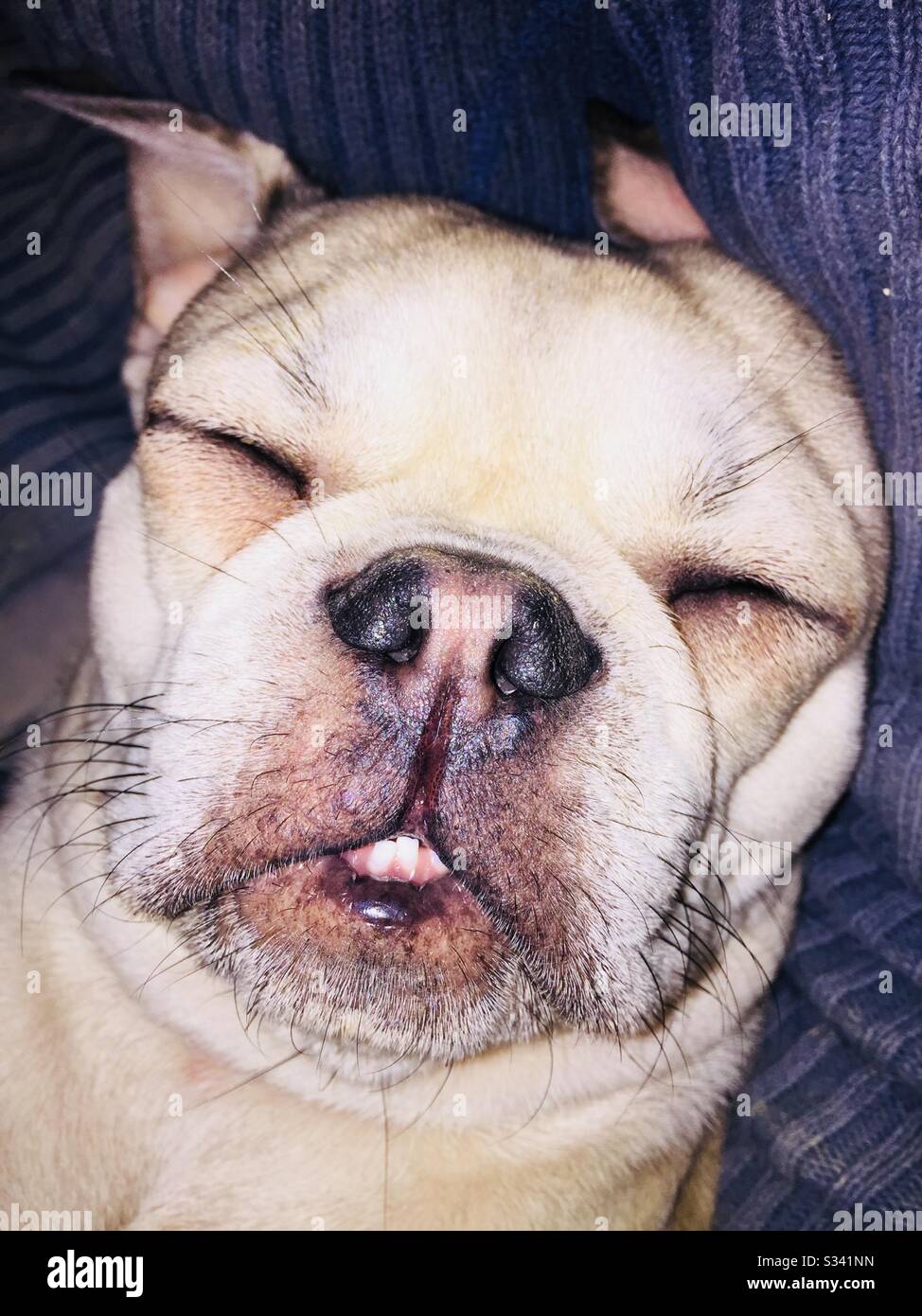 Bulldog teeth hi-res stock photography and images - Alamy