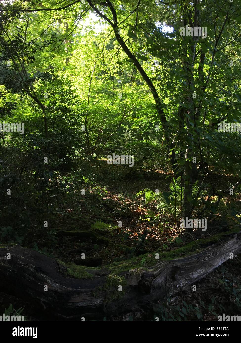 Forest greenery hi-res stock photography and images - Alamy