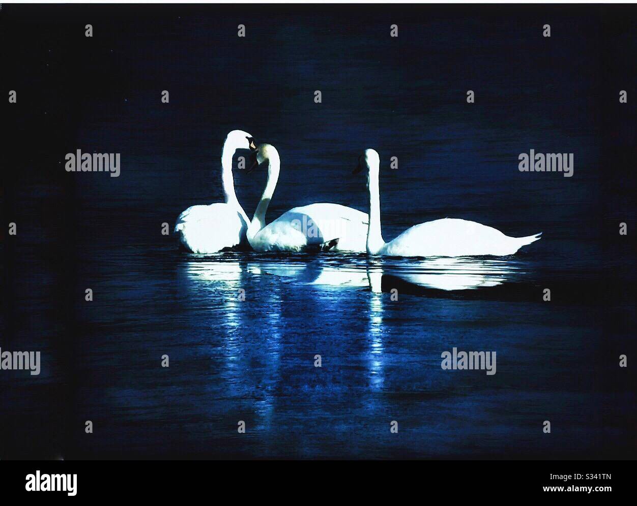 Three swans on the Serpentine, Hyde Park London Stock Photo - Alamy