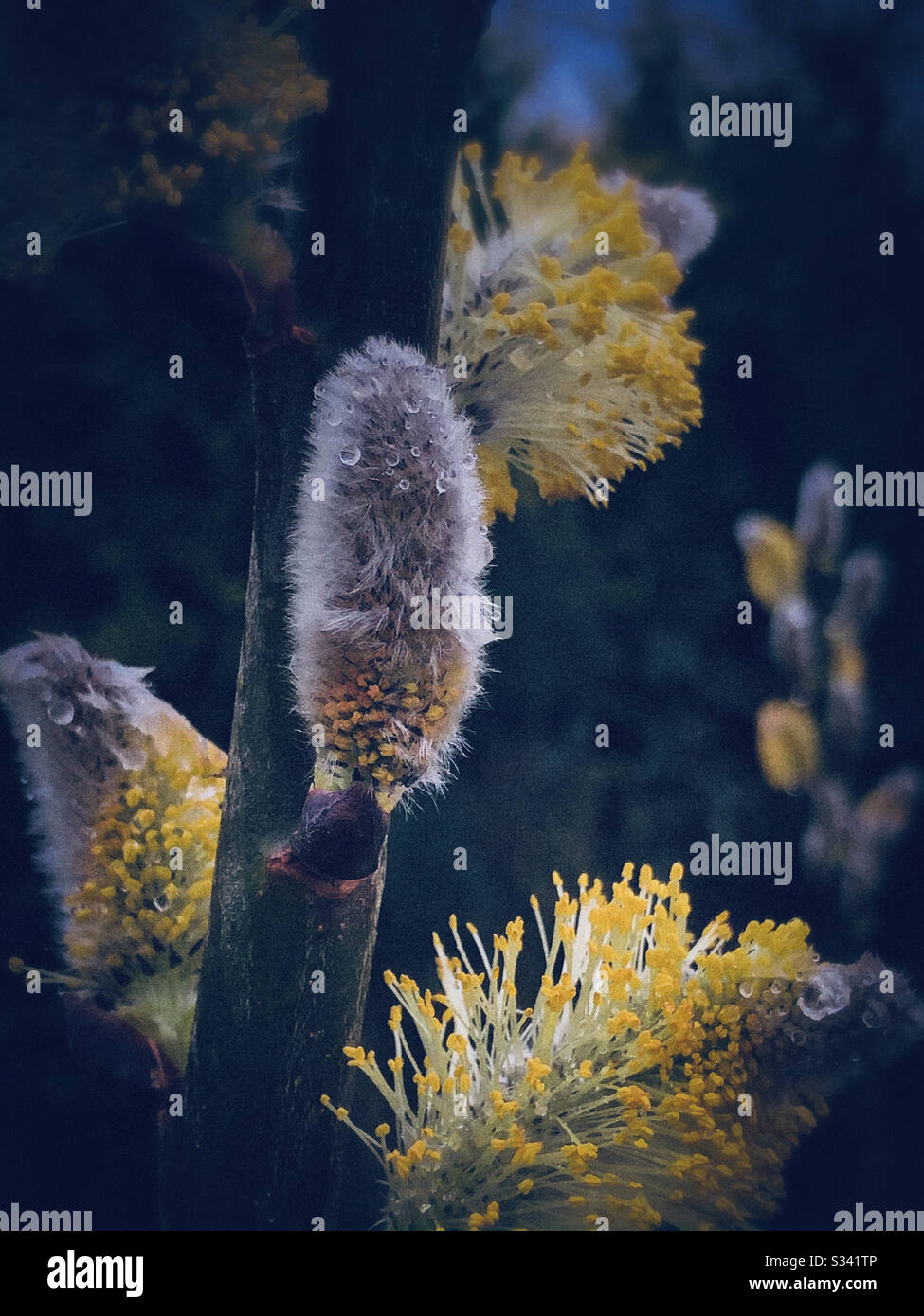 Salix buds hi-res stock photography and images - Alamy
